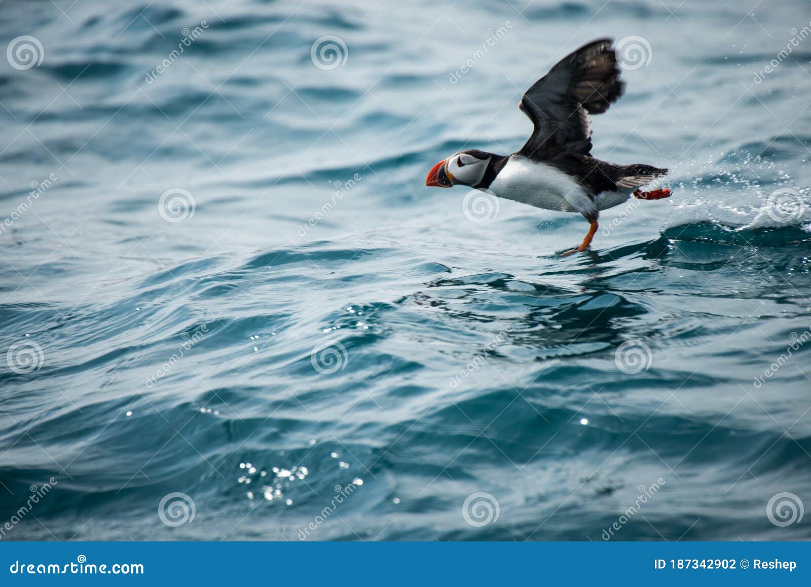 Puffin Perching on Sea Surface Stock Photo - Image of scilly, surface ...