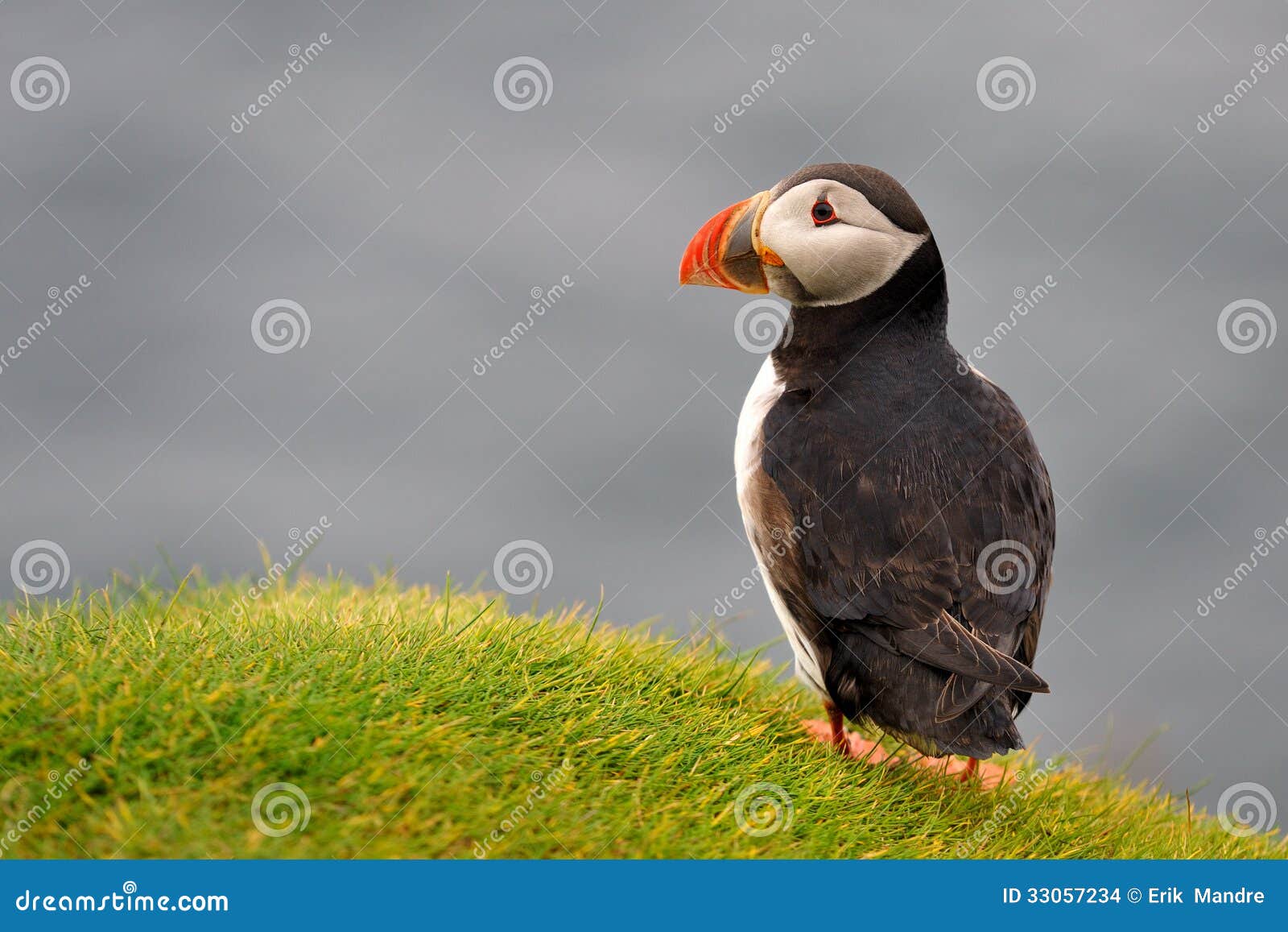 Puffin portrait stock photo. Image of monogamous, macareux - 33057234