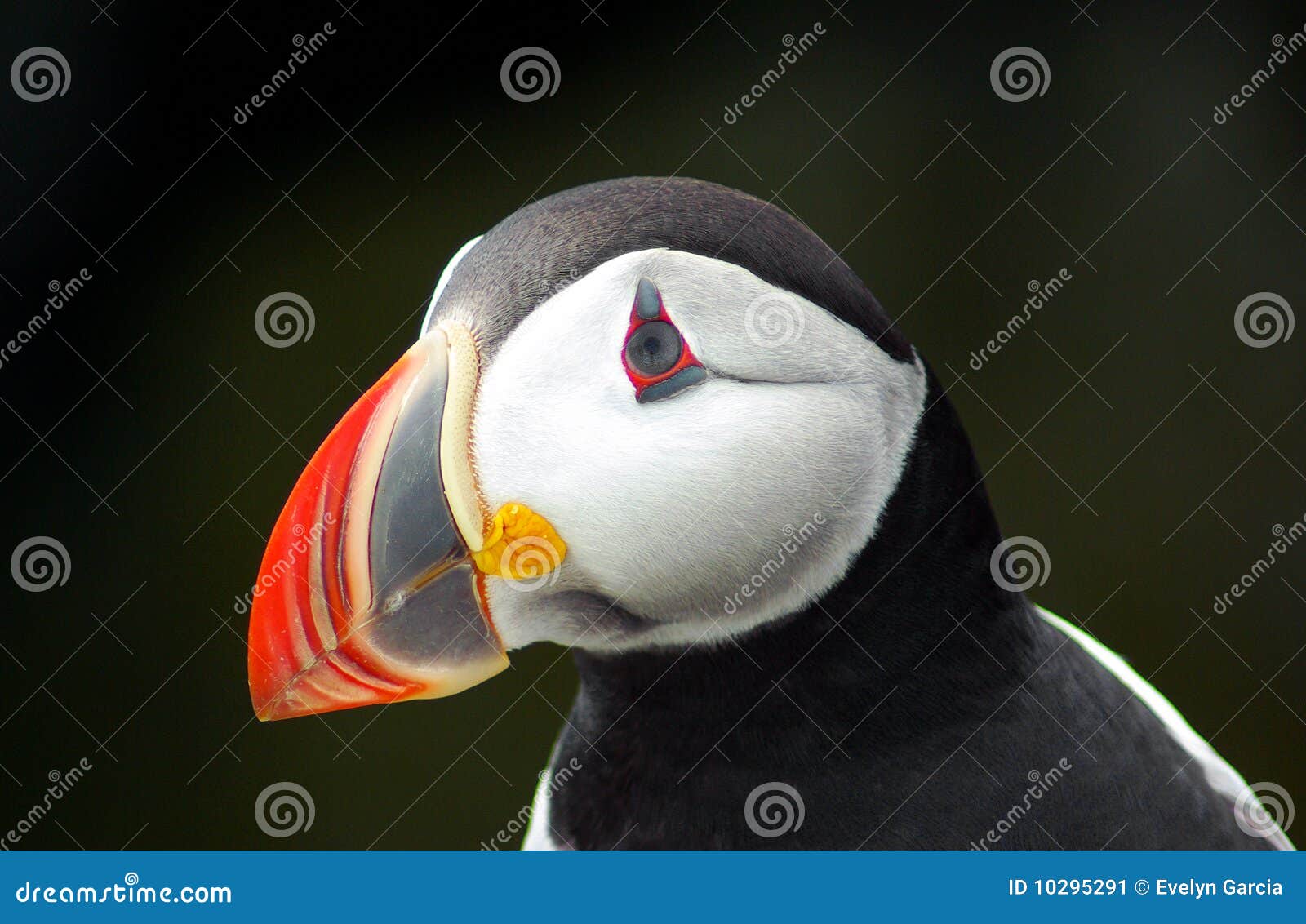 Puffin profile stock image. Image of island, canada, birds - 10295291