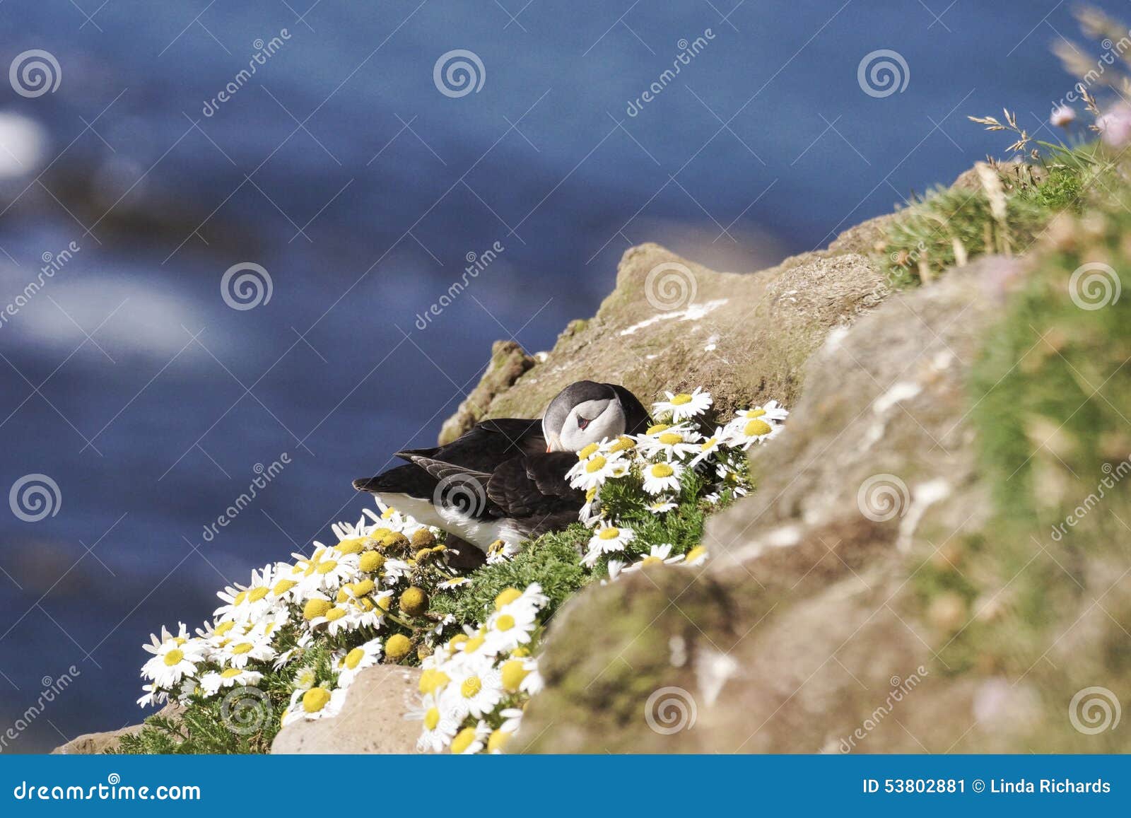 Puffin Resting among Daisies Stock Image - Image of places, iceland ...