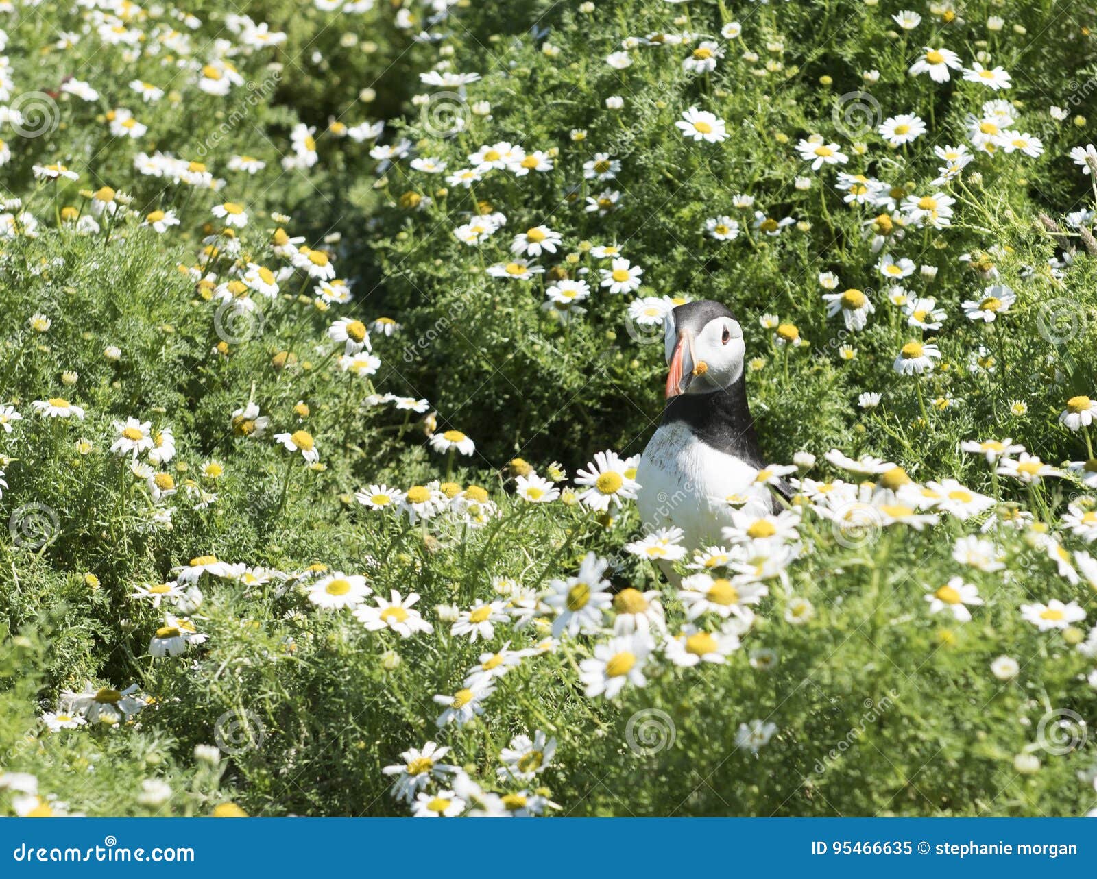 Puffin resting in flowers. stock image. Image of resting - 95466635