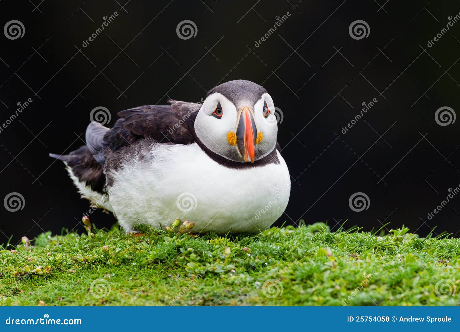 Puffin Resting on Skomer Island, Wales Stock Photo - Image of birds ...