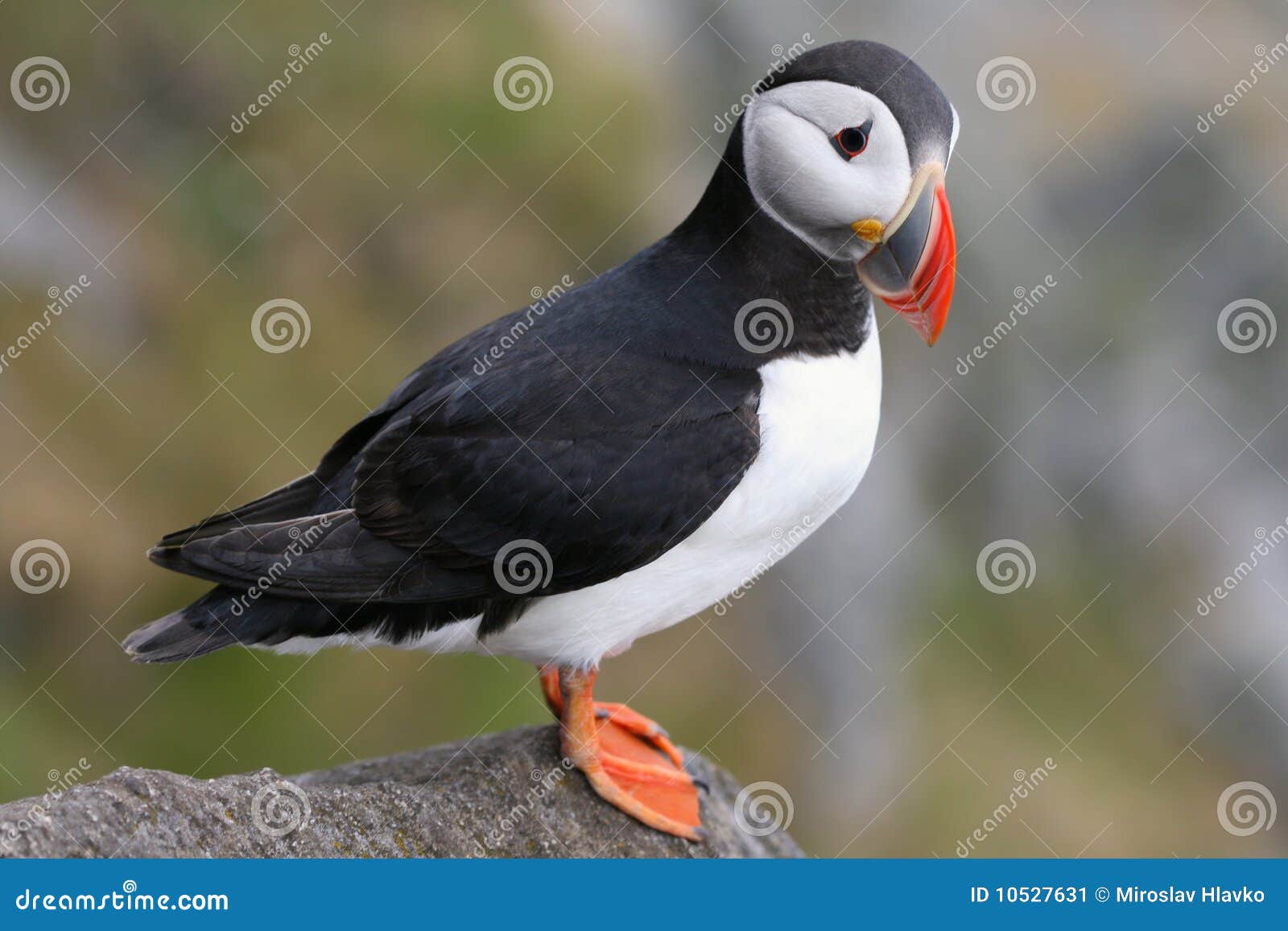Puffin on the rock stock image. Image of animal, wild - 10527631