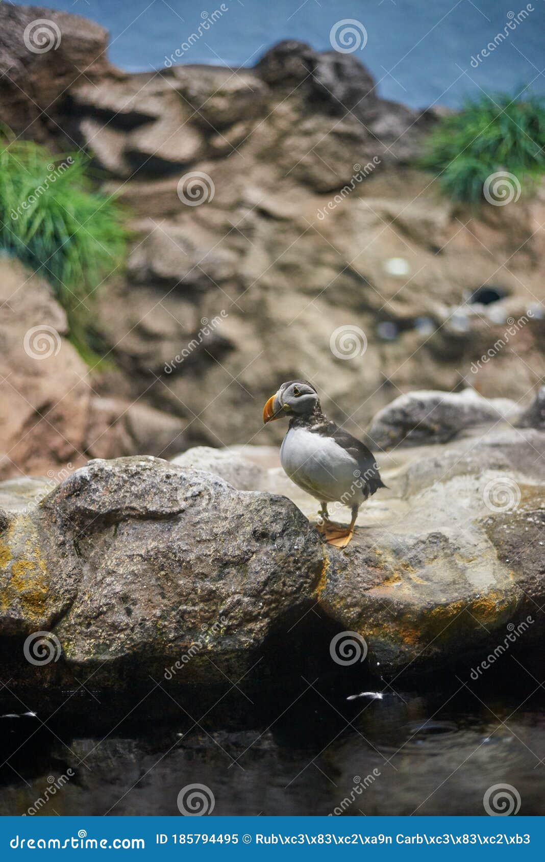 Puffin on a rock stock image. Image of icelandic, birds - 185794495