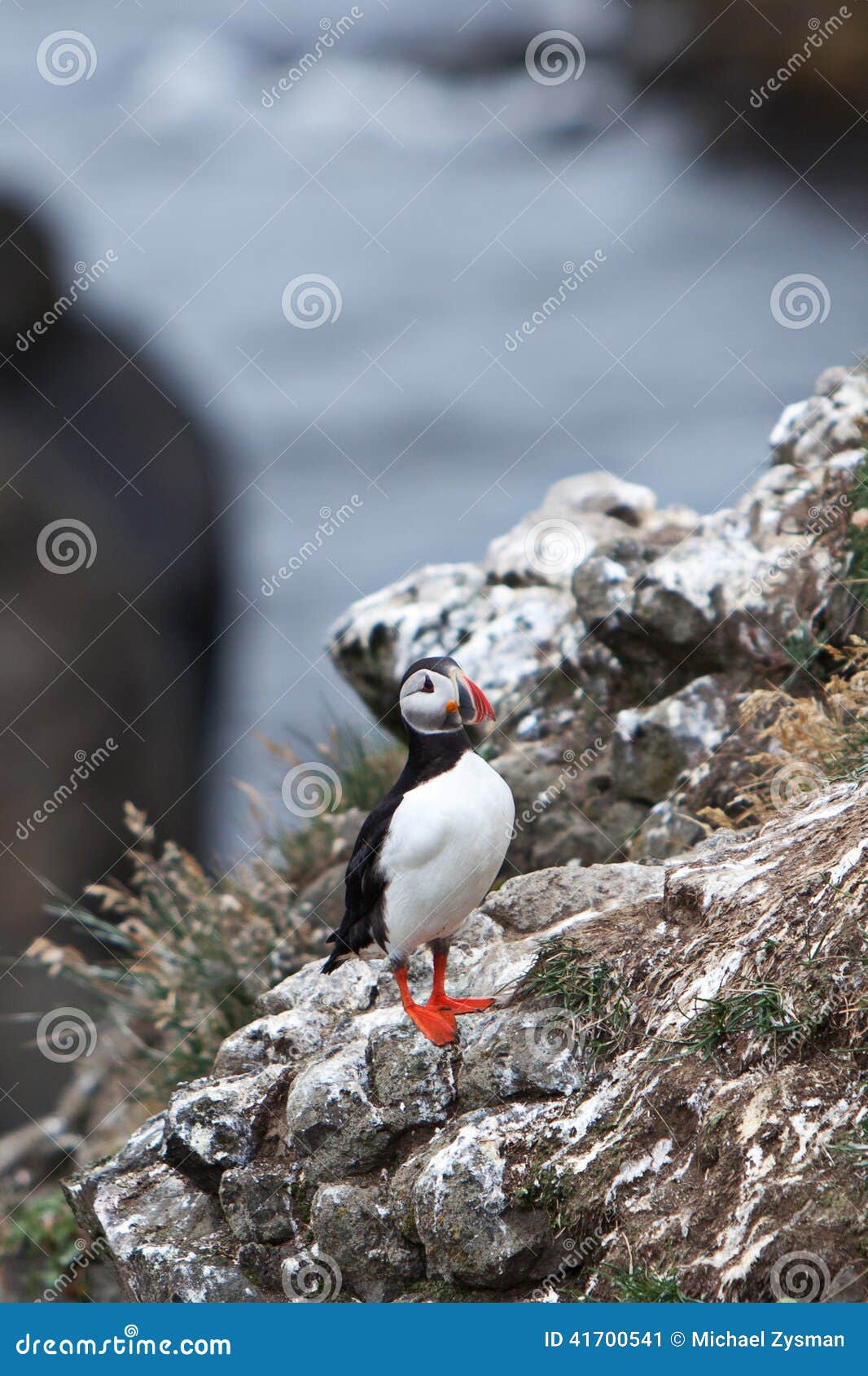 Puffin on Rocks stock image. Image of seabird, arctica - 41700541