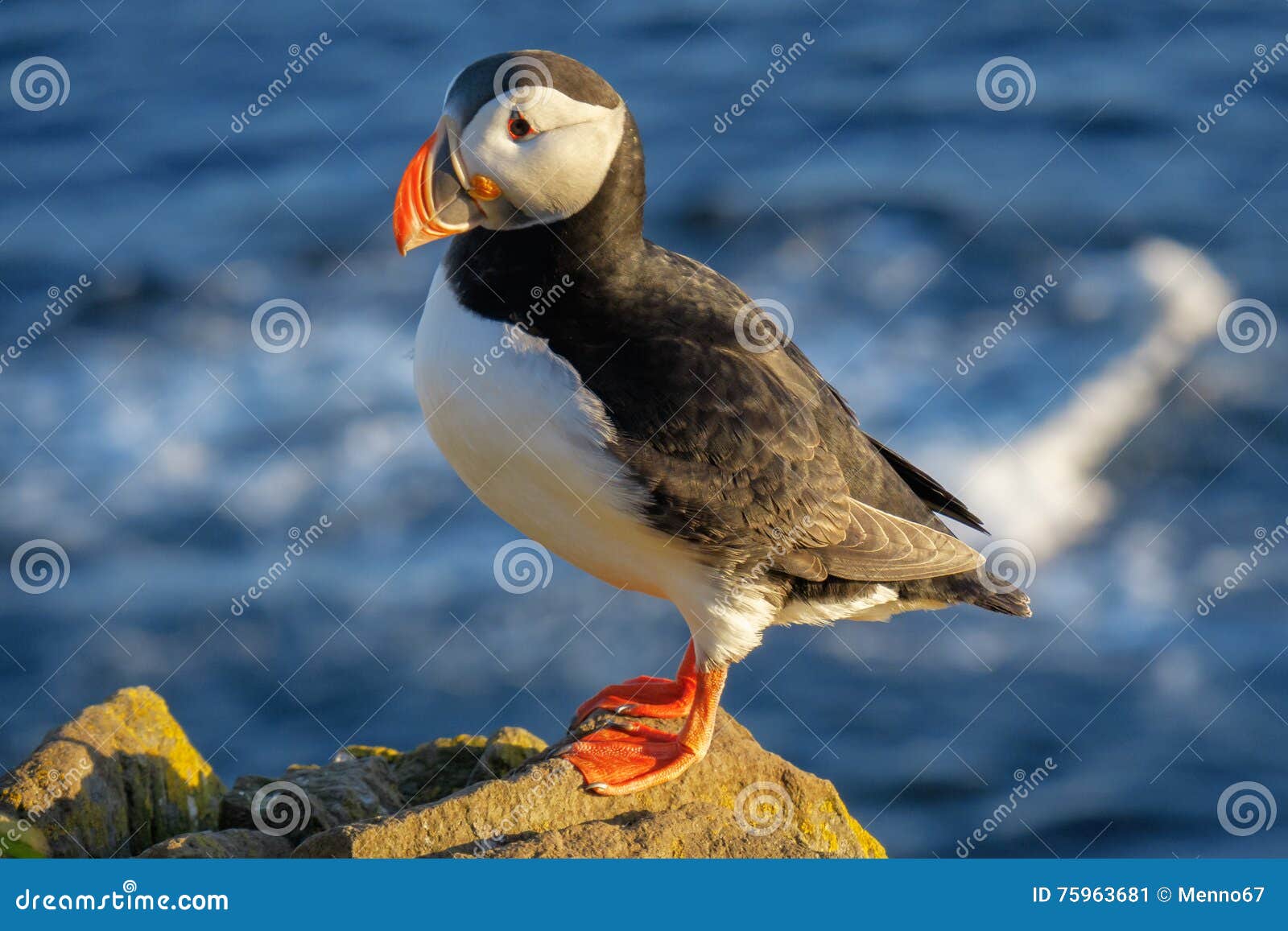 Puffin on the Rocks at Latrabjarg Stock Image - Image of feathers ...