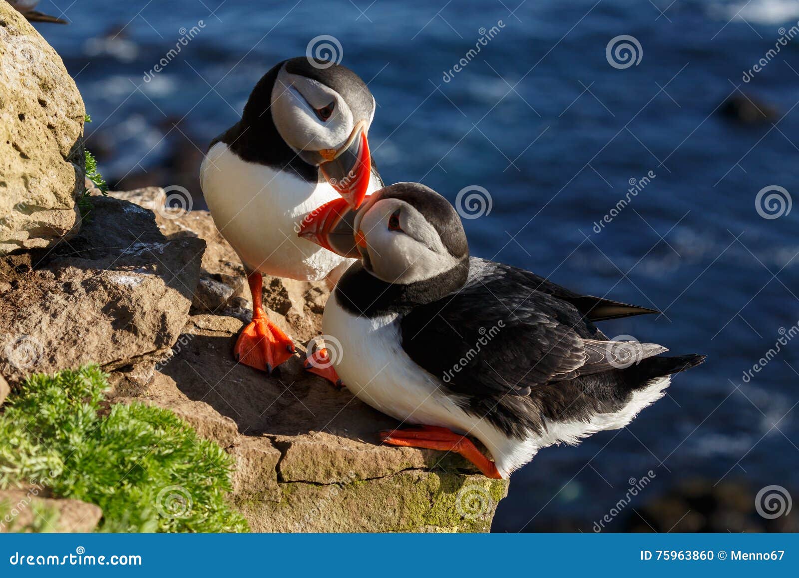 Puffin on the Rocks at Latrabjarg Stock Photo - Image of arctica, green ...