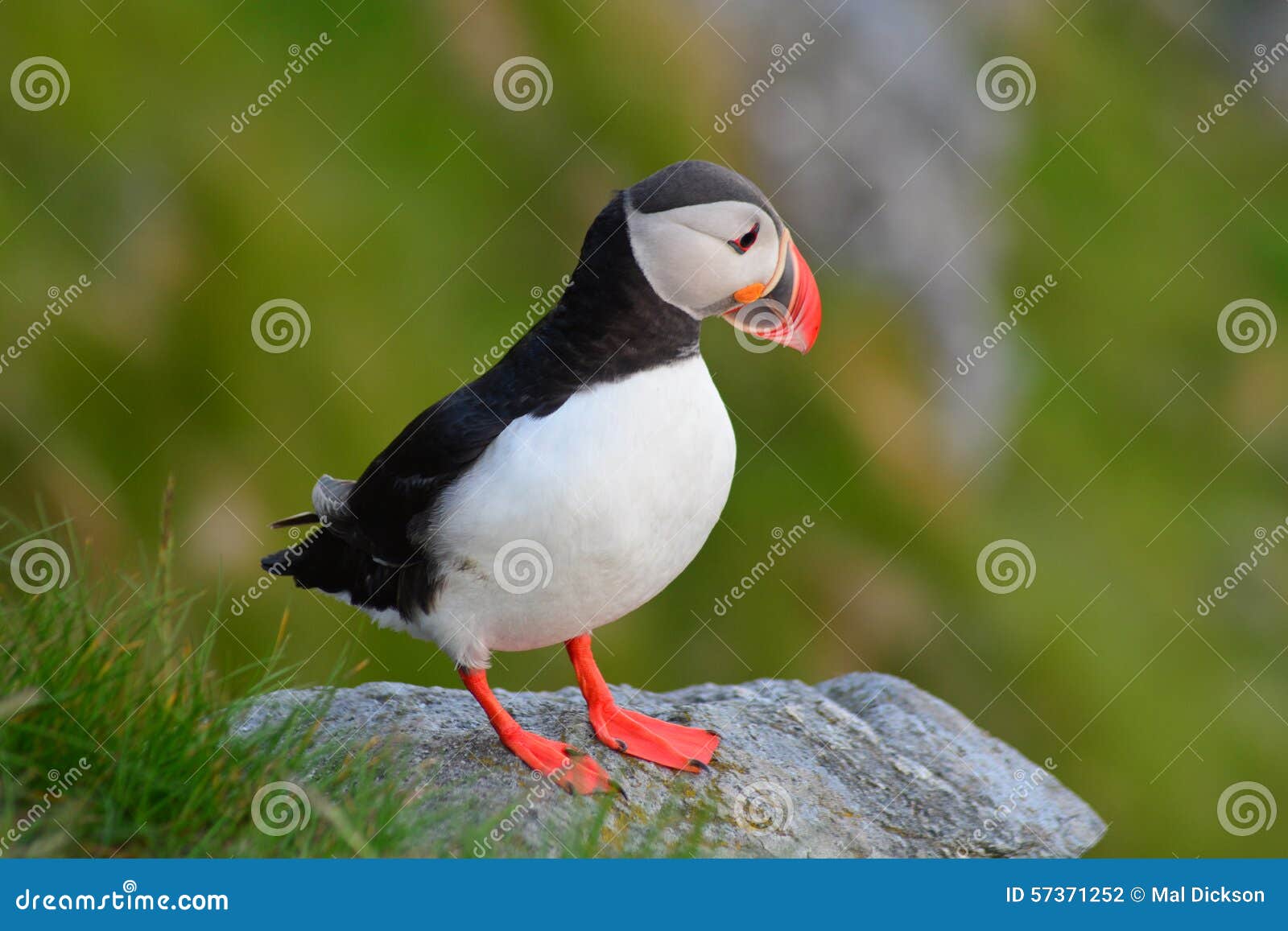 Puffin on Runde, Norway stock photo. Image of norway - 57371252