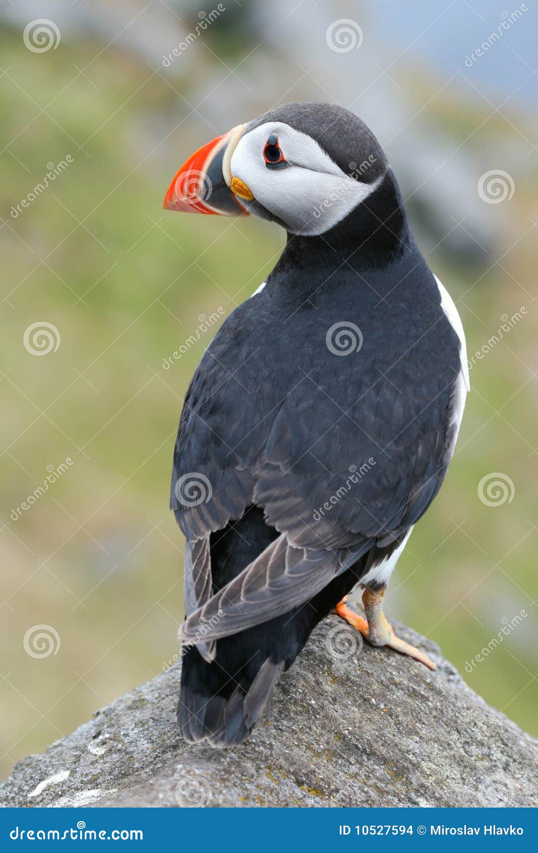 PuffinÂ´s back stock photo. Image of parrot, wild, clown - 10527594