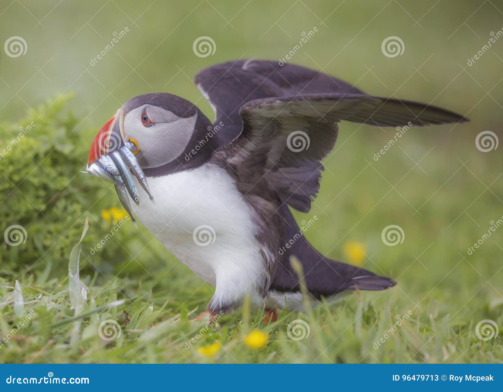 Puffin& x27;s catch stock image. Image of puffins - 96479713