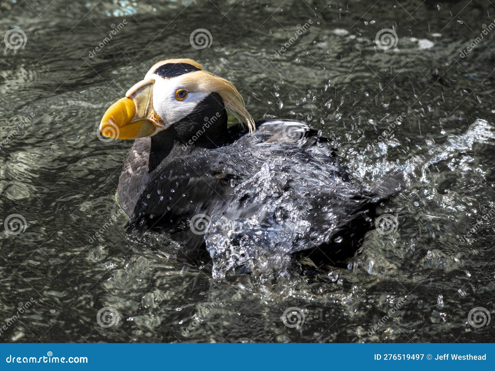 A Puffin Shaking Water Off Its Body Stock Image - Image of grass ...