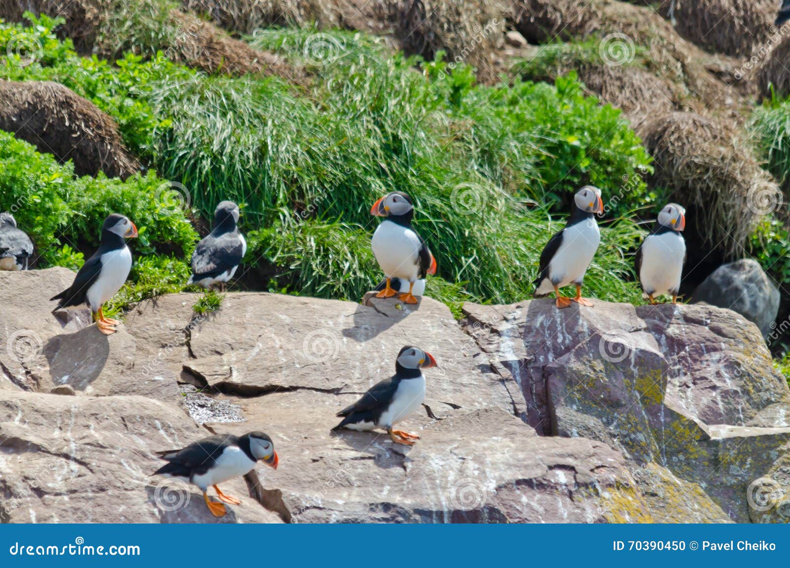 Puffin Sit Stock Photos - Free & Royalty-Free Stock Photos from Dreamstime