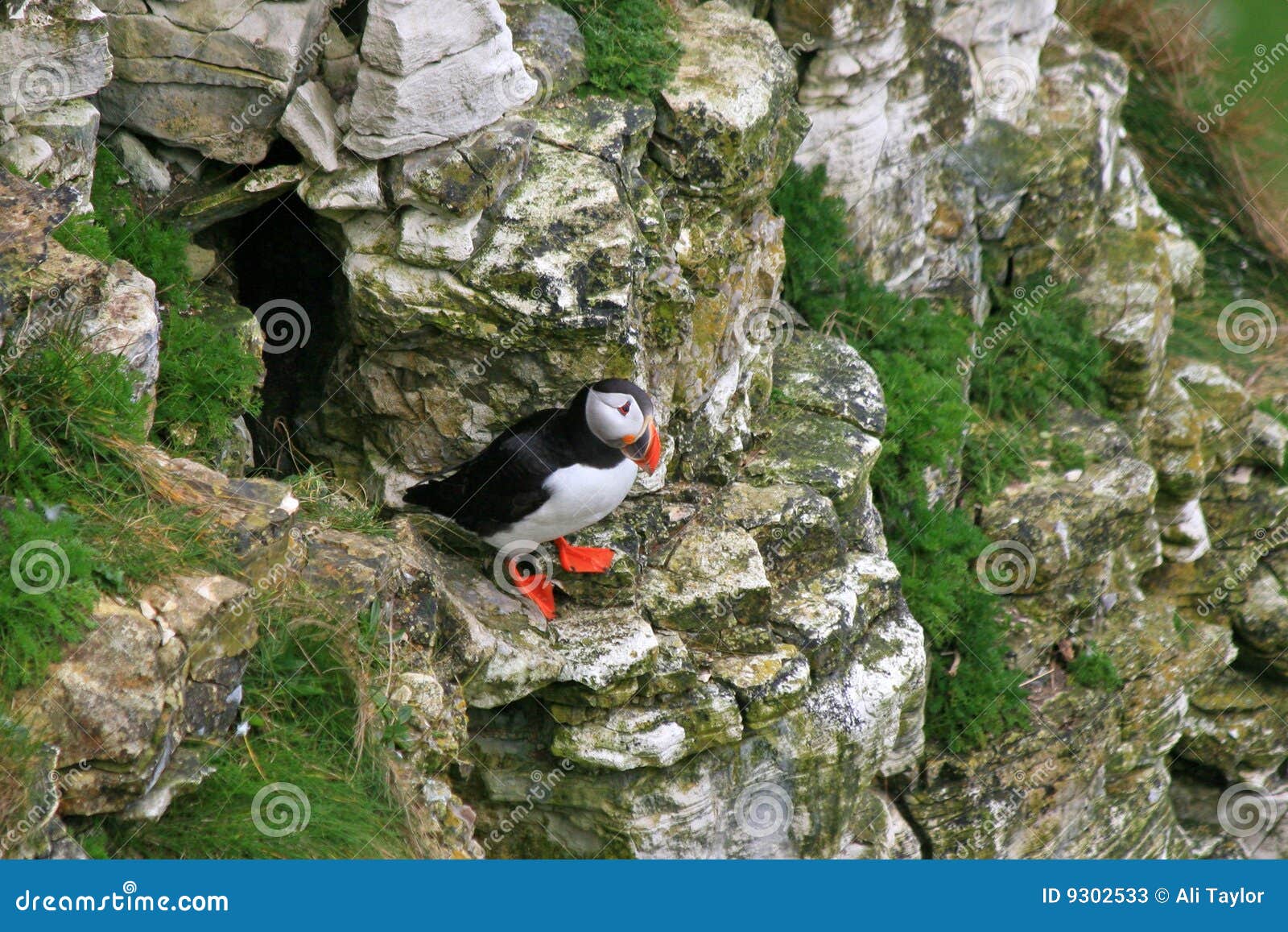 Puffin sitting on a rock stock image. Image of island - 9302533