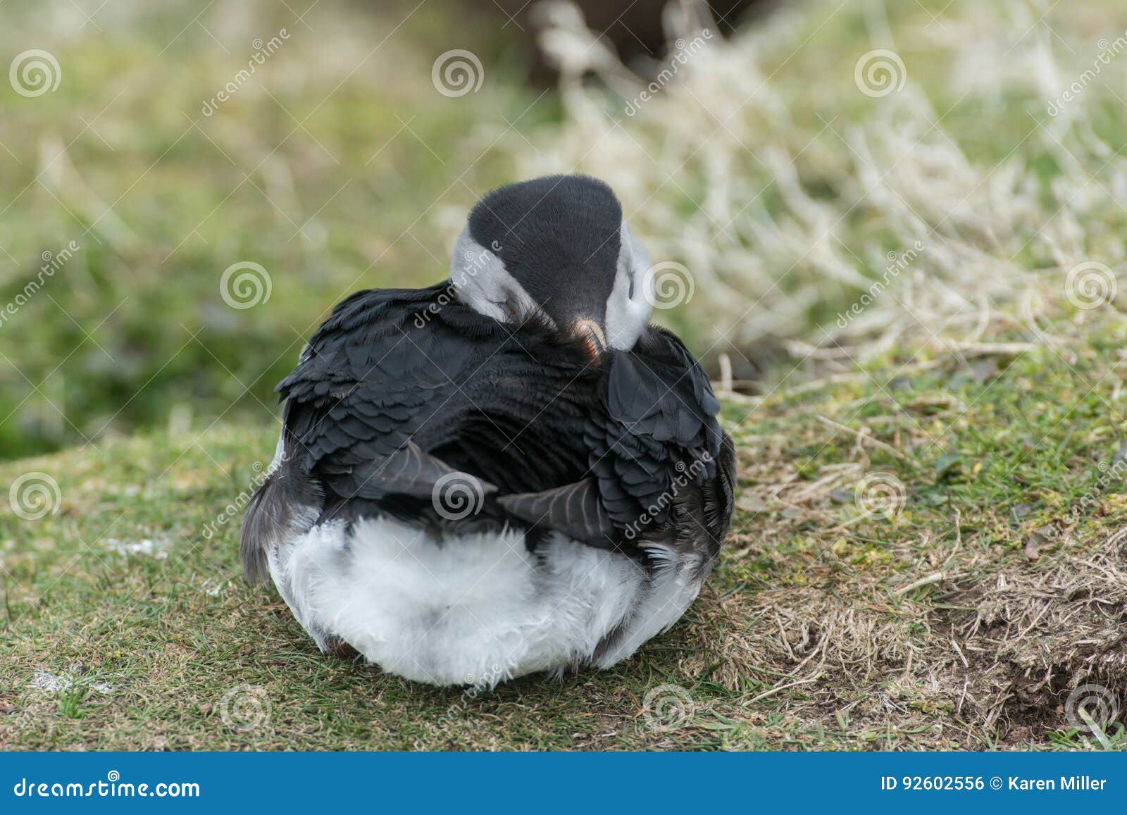 Puffin Sleeping stock photo. Image of single, timeout - 92602556