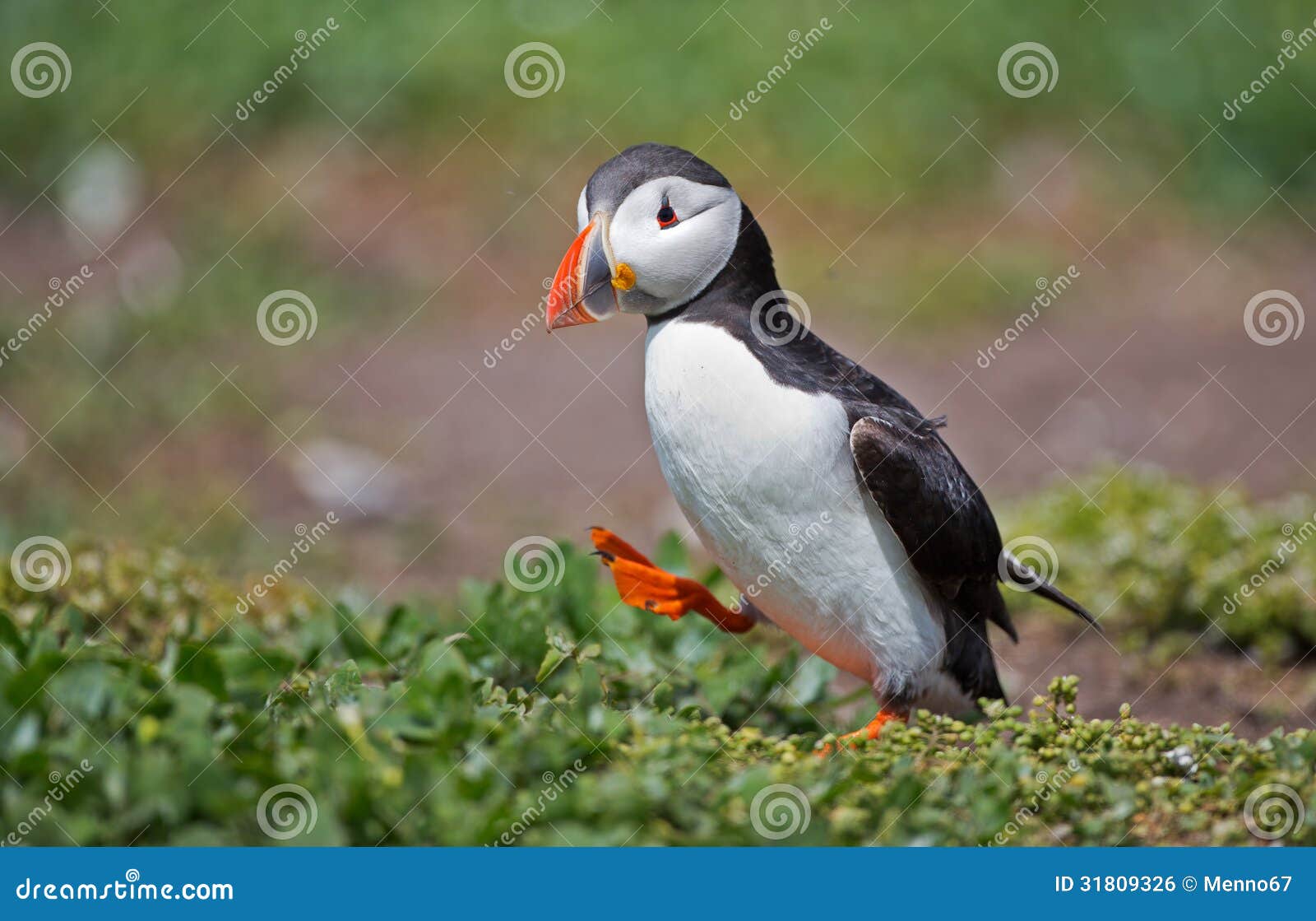 Puffin stock photo. Image of colorful, atlantic, animal - 31809326