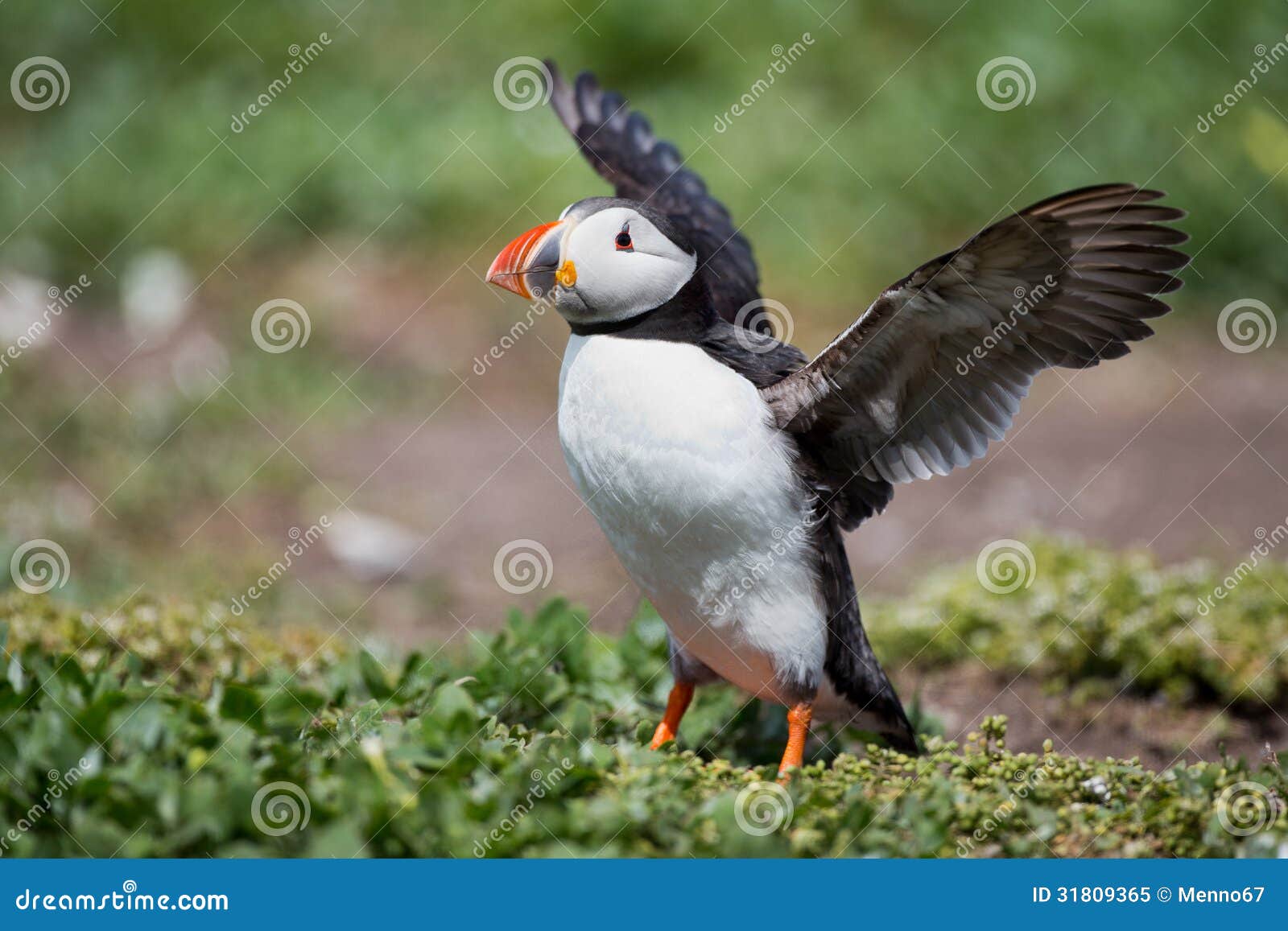 Puffin stock image. Image of group, northern, nature - 31809365