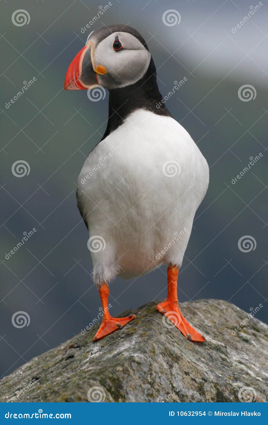 Puffin standing stock photo. Image of puffin, feather - 10632954