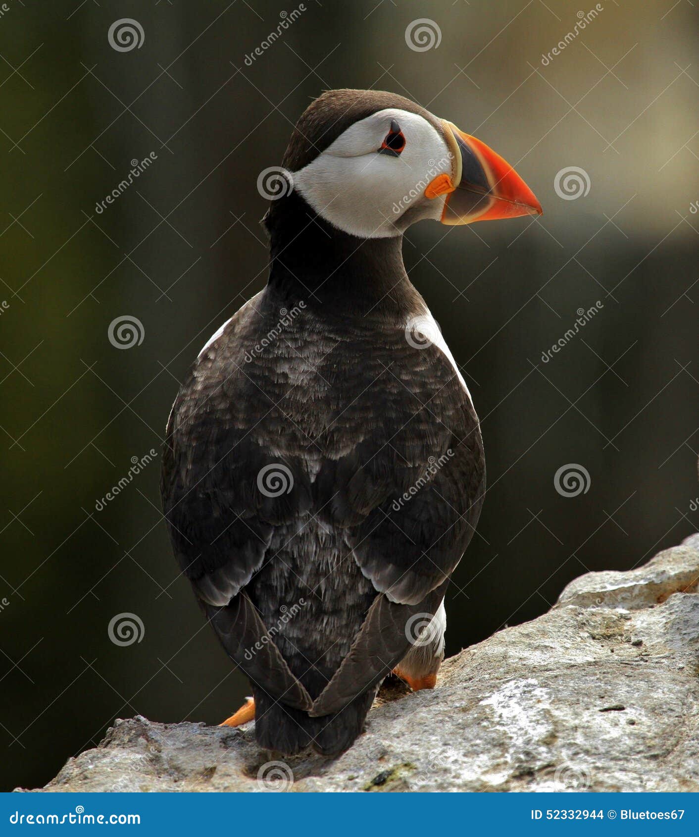 Puffin Standing on a Rock with Back View Stock Photo - Image of colour ...