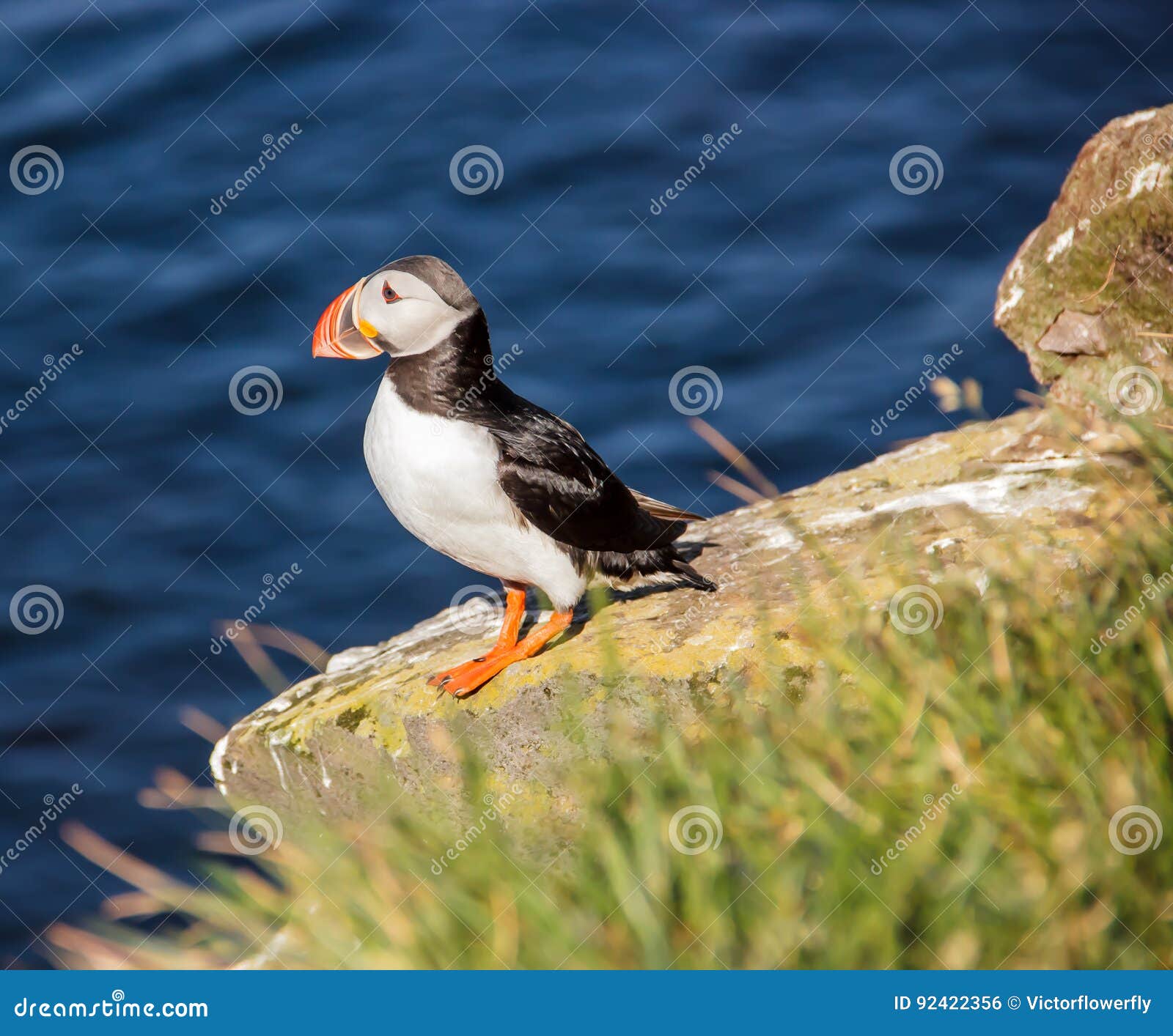 Puffin stands on the perch stock photo. Image of coast - 92422356