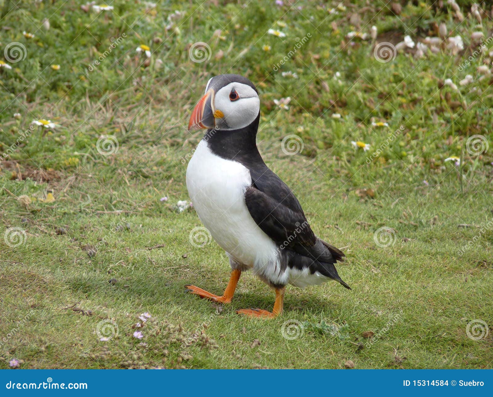 Puffin walking stock photo. Image of skomer, seabird - 15314584