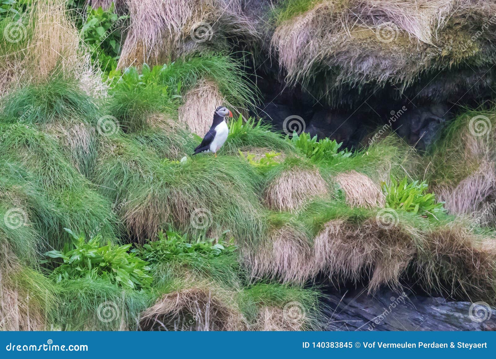 Puffin walking on a cliff stock image. Image of horizontal - 140383845