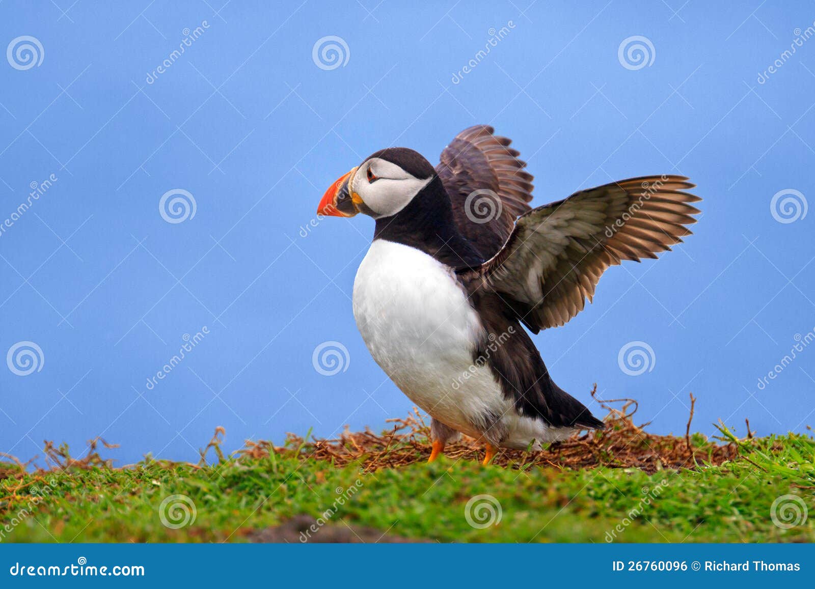 Puffin wings open stock photo. Image of cliff, fratercula - 26760096