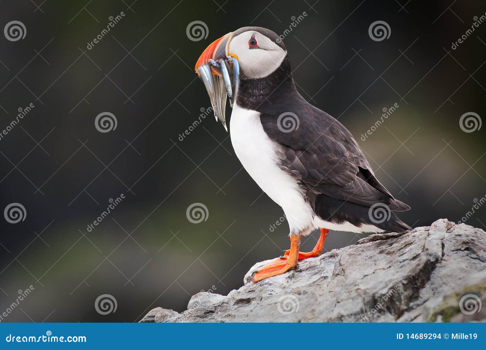 Puffino con i cicerelli fotografia stock. Immagine di becco - 14689294