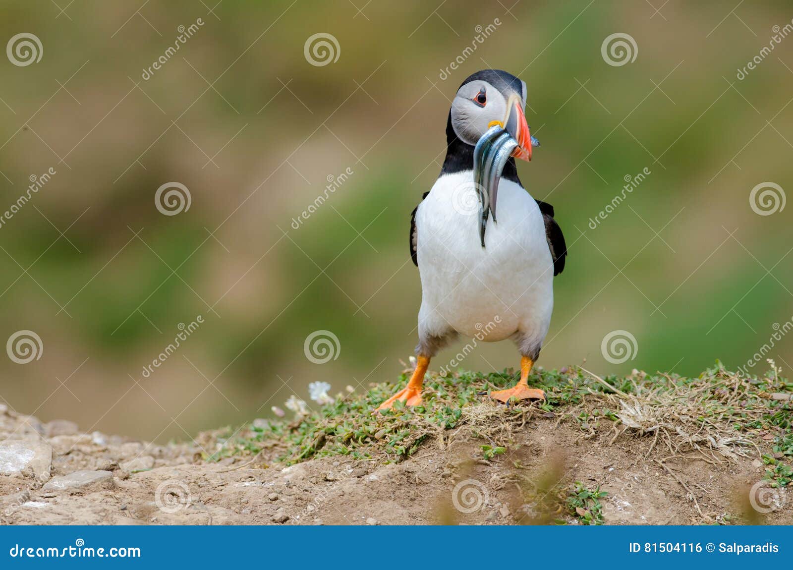 Puffino con i cicerelli fotografia stock. Immagine di natura - 81504116