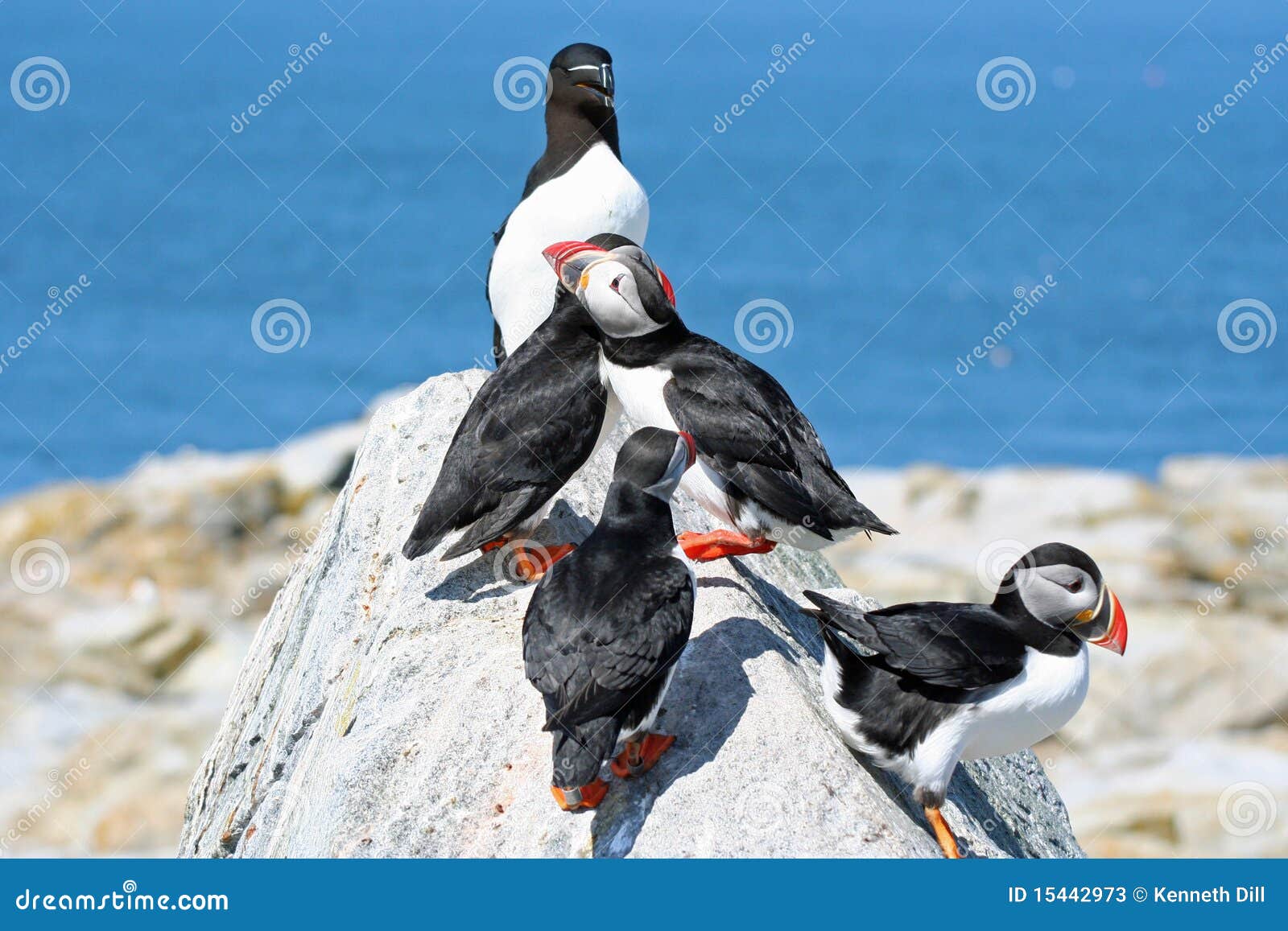 Puffins stock image. Image of razorbill, colorful, common - 15442973