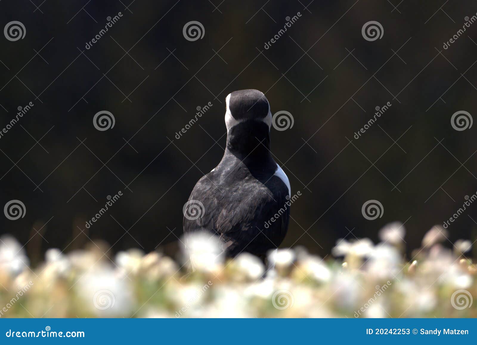 Puffins back stock image. Image of plumage, puffin, black - 20242253