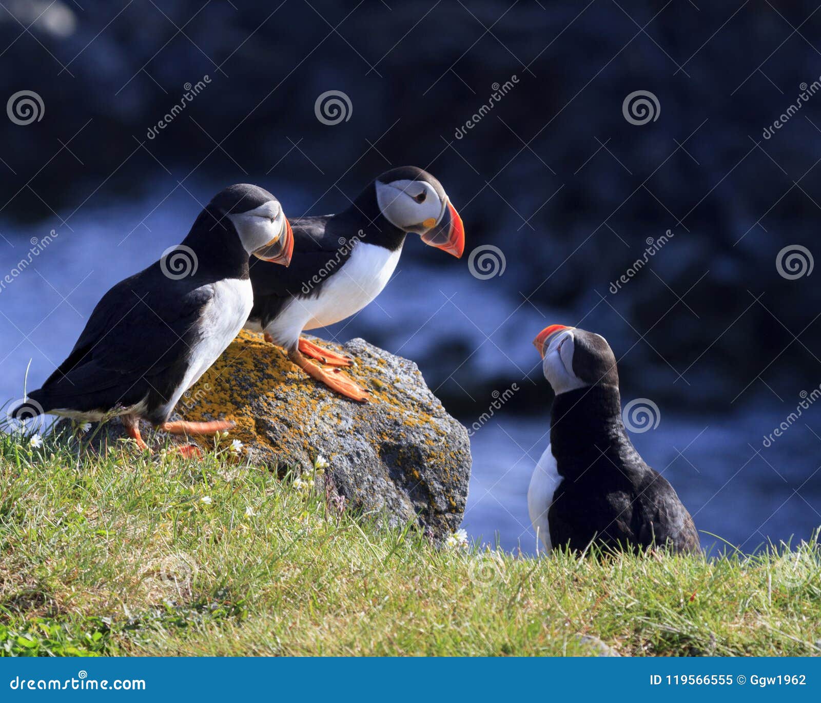 Puffins on the cliff stock image. Image of feathers - 119566555
