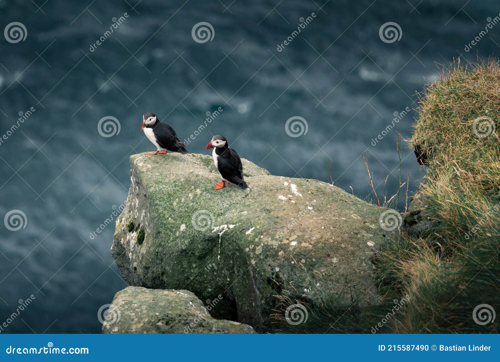 Puffins on Cliff, Faroe Islands Stock Photo - Image of bird, puffin ...