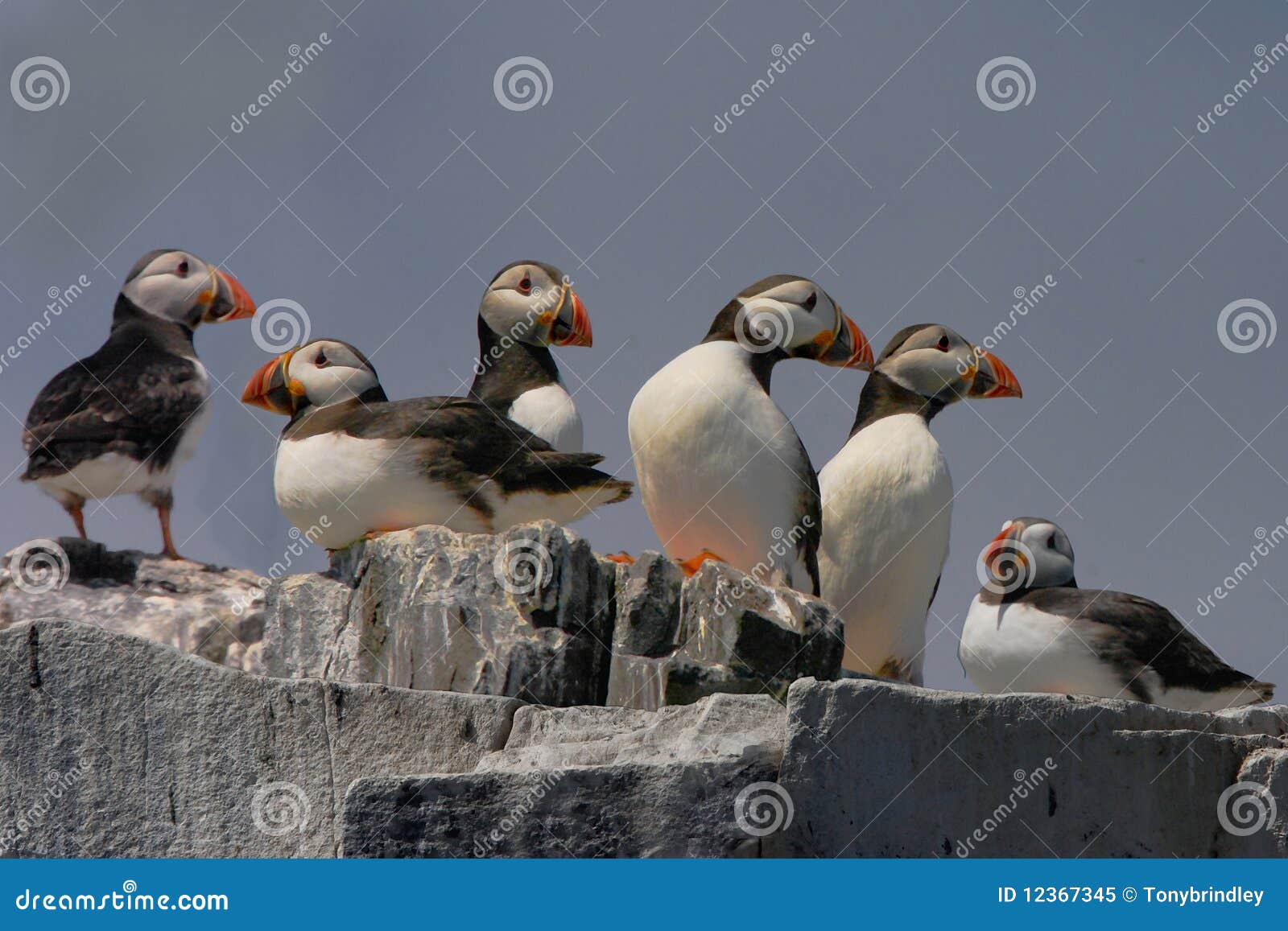 Puffins on the cliff top stock image. Image of puffins - 12367345