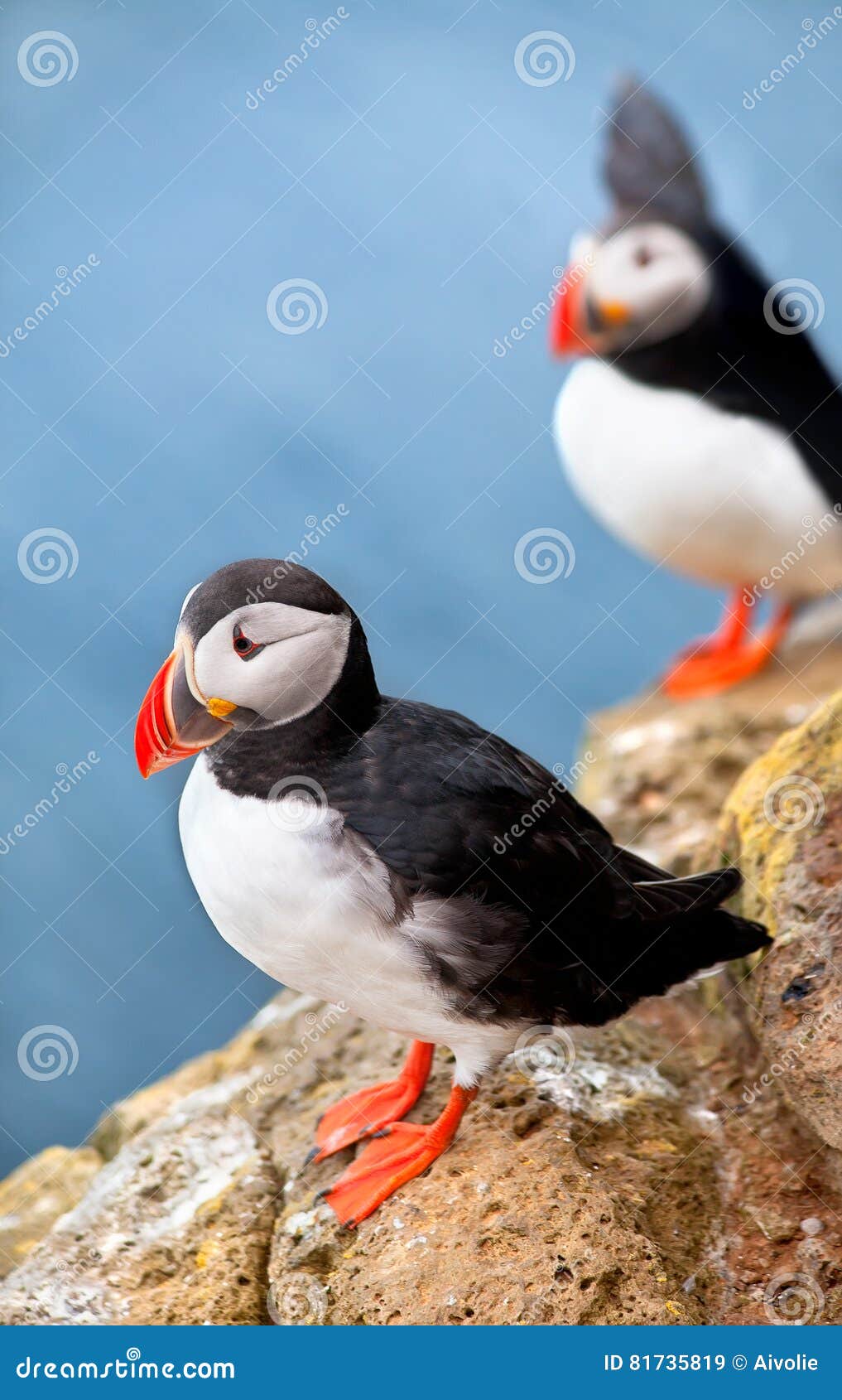 Puffins on a cliff stock image. Image of color, beautiful - 81735819