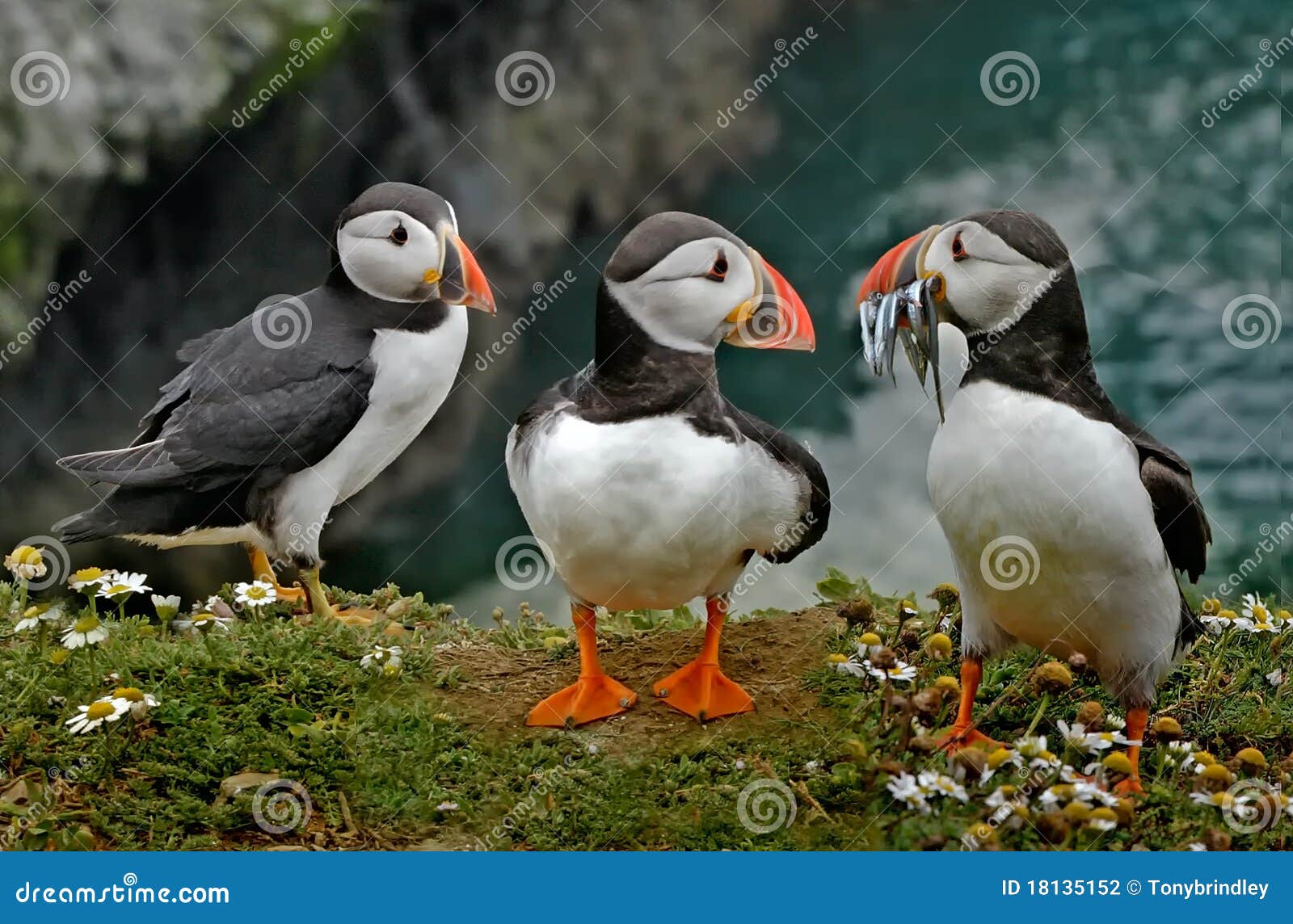 Puffins on the Clifftop stock photo. Image of clifftop - 18135152