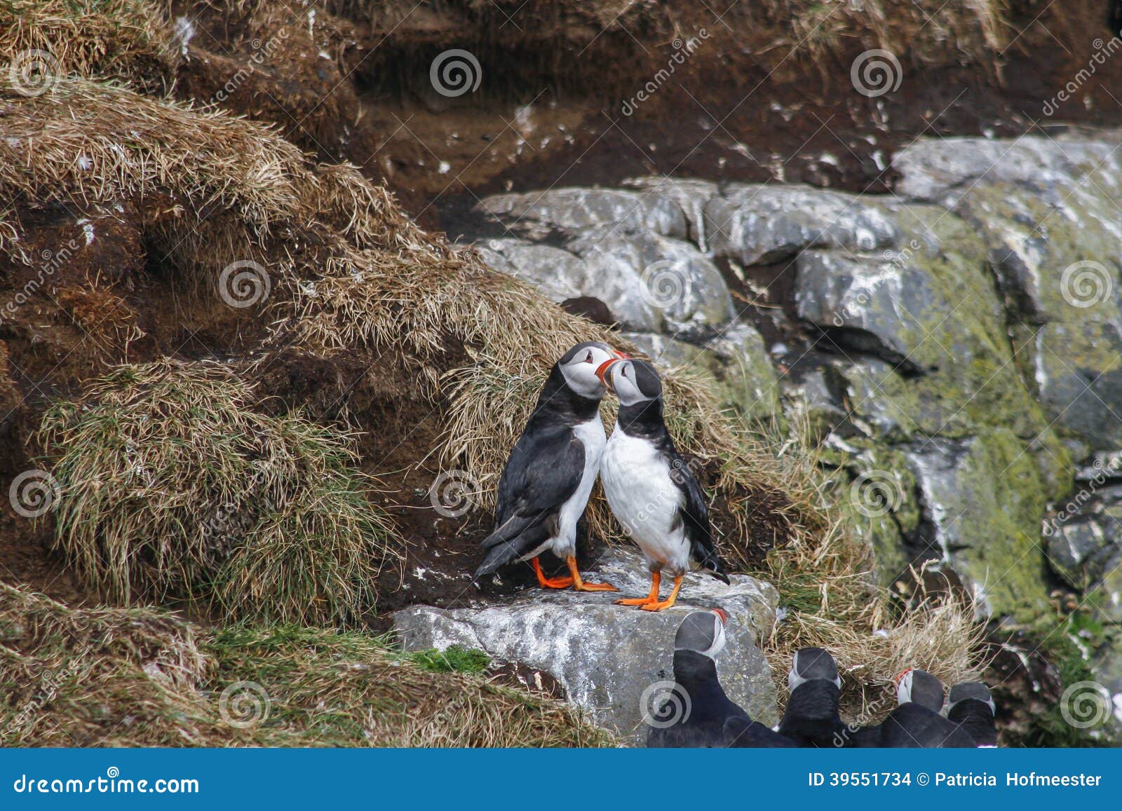 Puffins in combat stock photo. Image of animal, fighting - 39551734