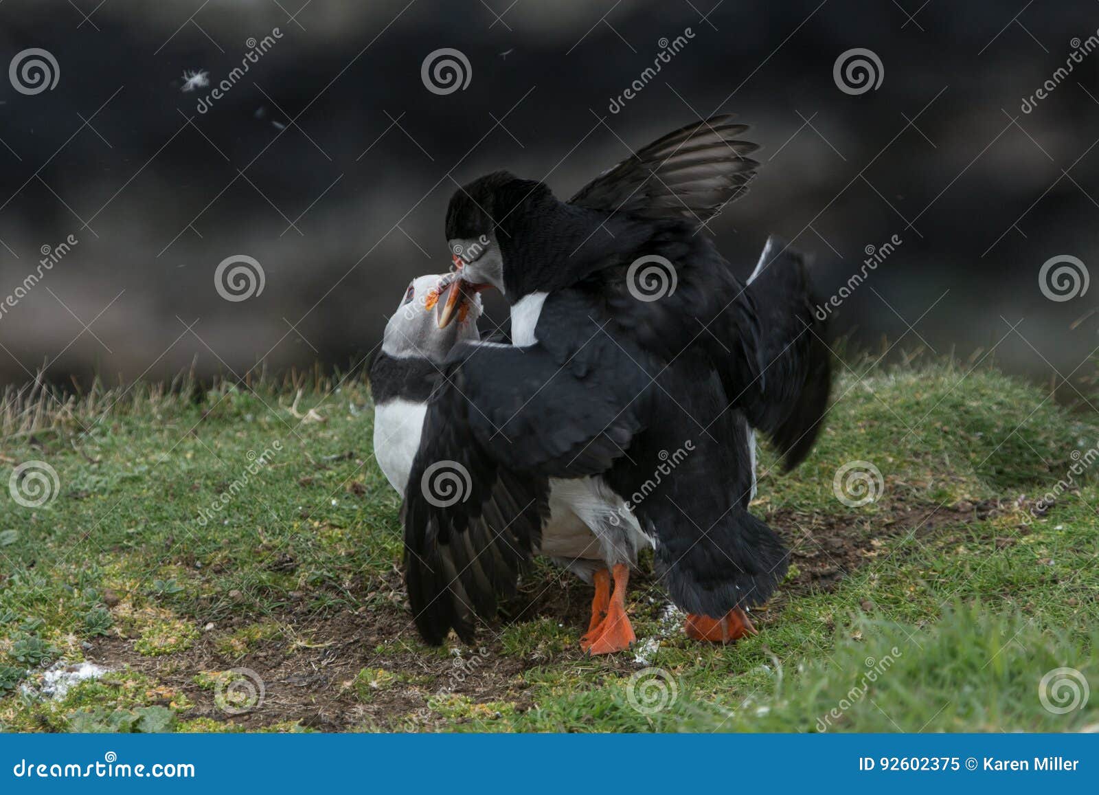 Puffins Fighting stock image. Image of fighting, nature - 92602375