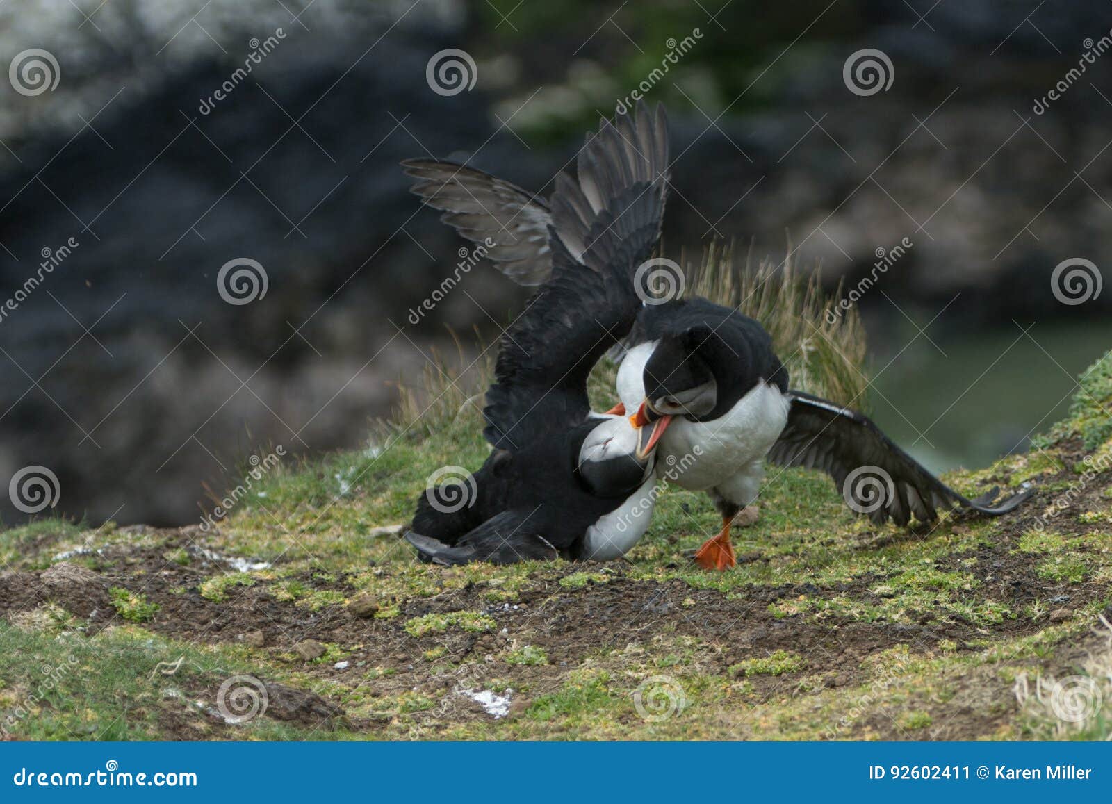 Puffins Fighting stock image. Image of auks, nature, fight - 92602411