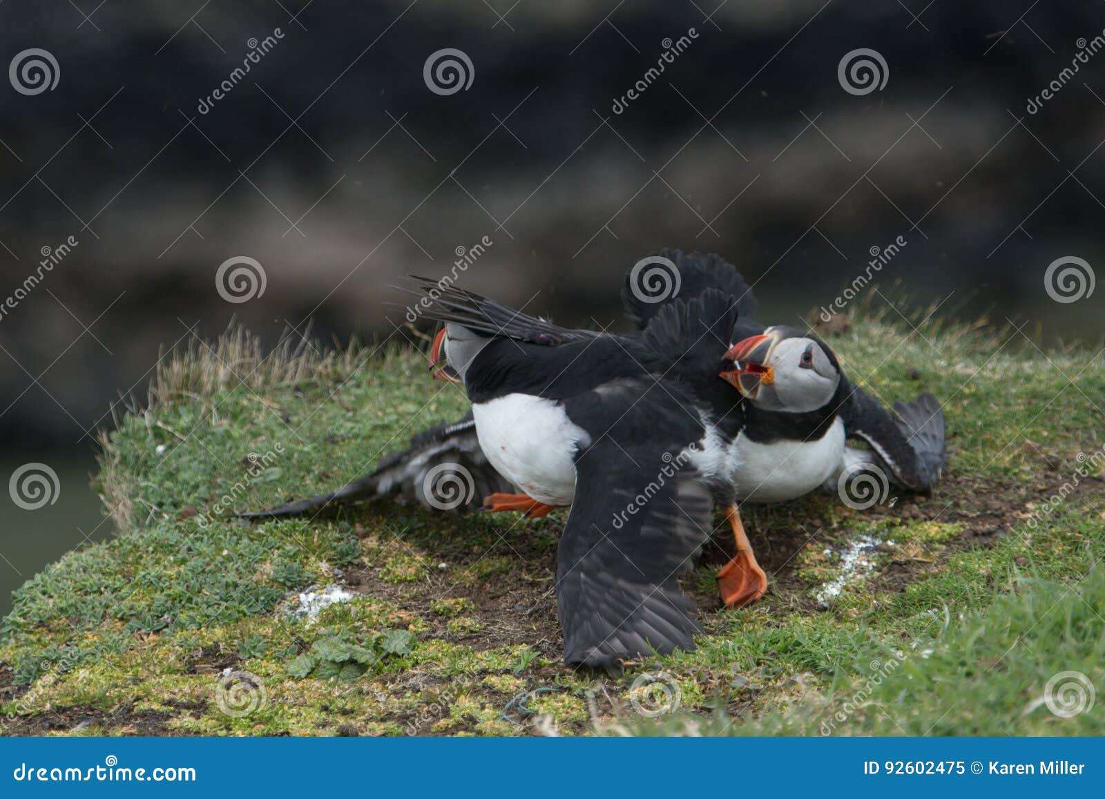 Puffins Fighting stock image. Image of isle, mull, dispute - 92602475
