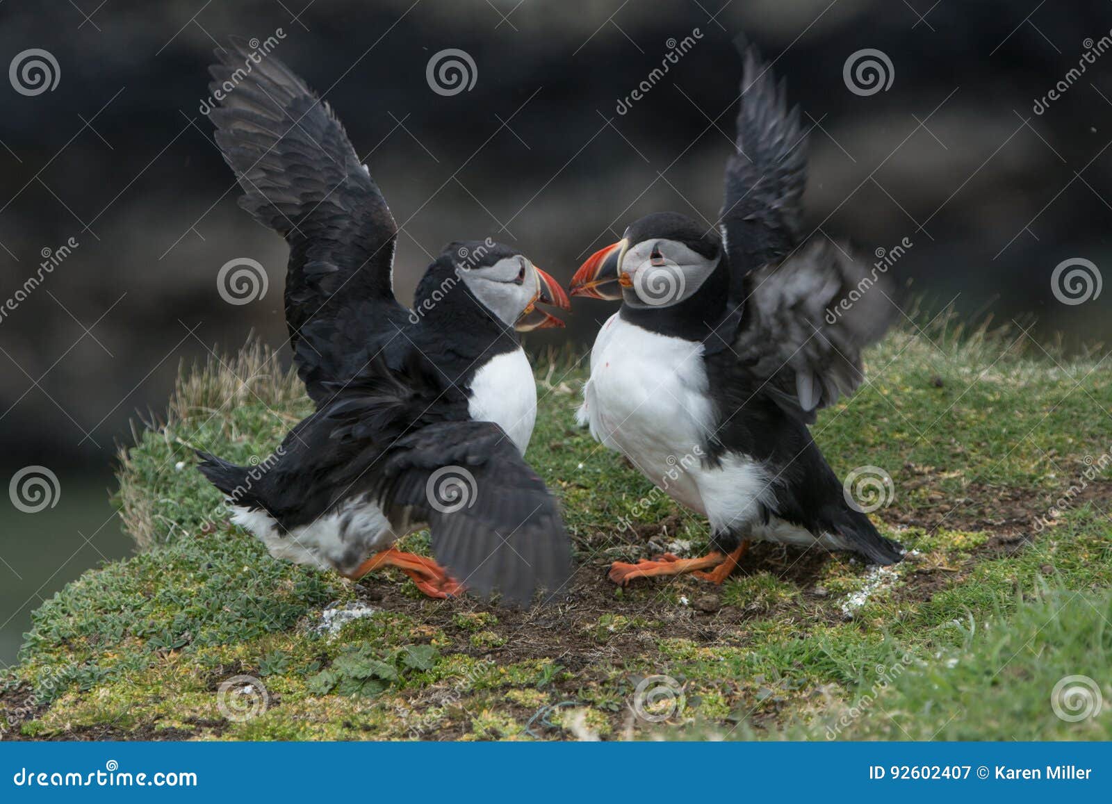 Puffins Fighting stock image. Image of fight, cliff, island - 92602407
