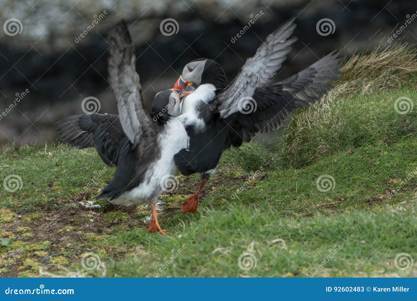 Puffins Fighting stock image. Image of puffins, action - 92602483