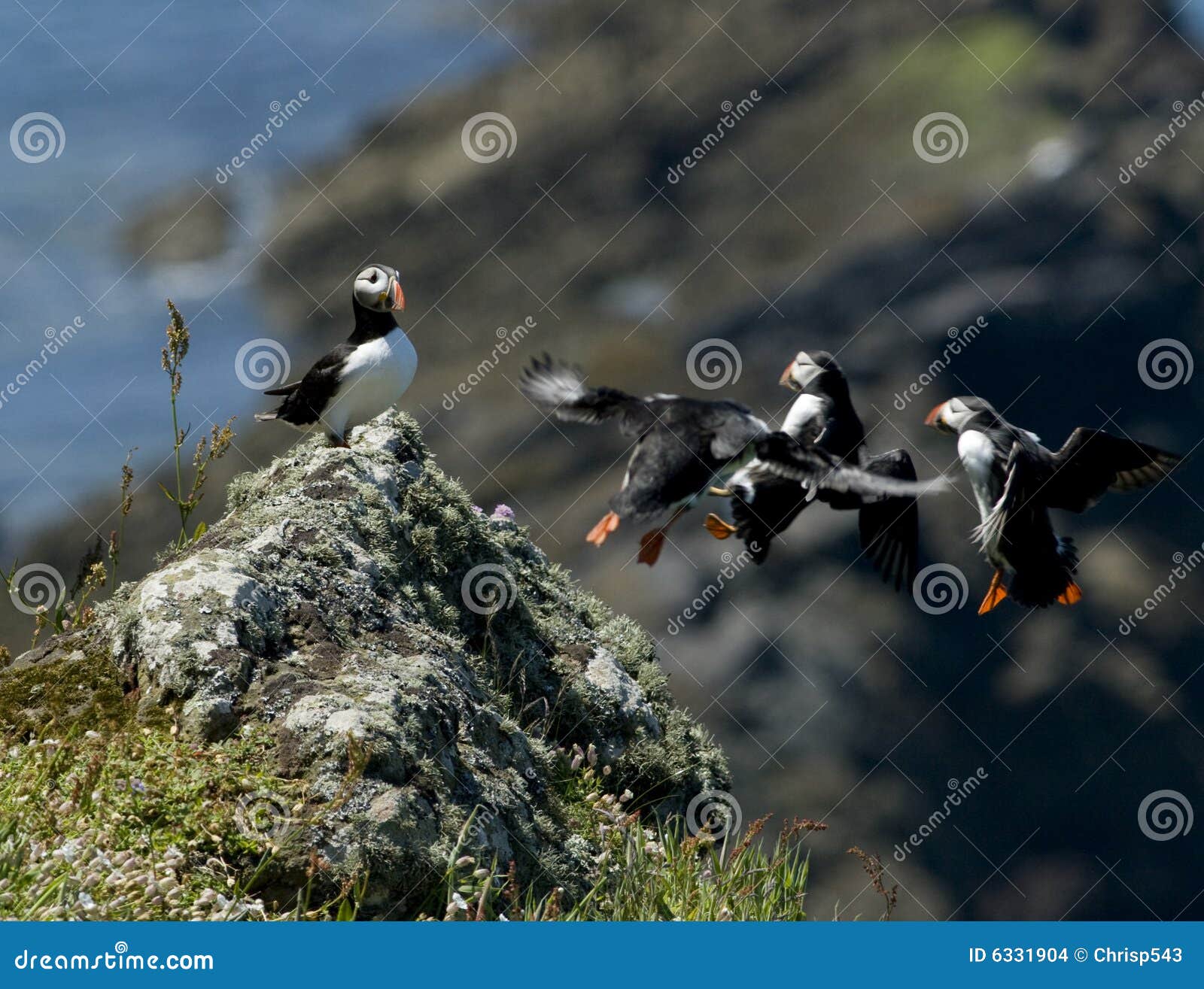 1,260 Flying Puffins Stock Photos - Free & Royalty-Free Stock Photos ...