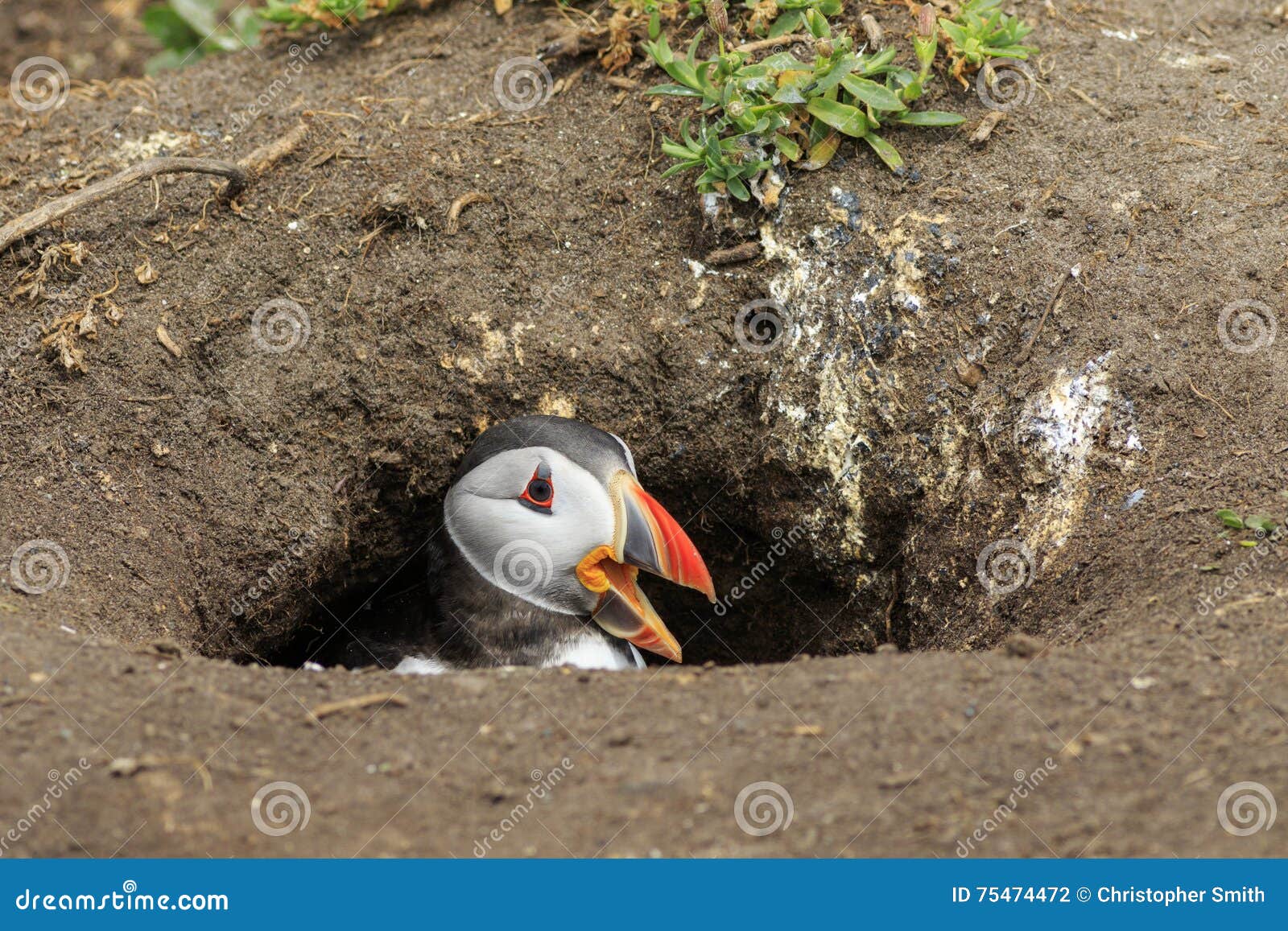 Puffins (Fratercula Arctica) Stock Photo - Image of farne, atlantic ...