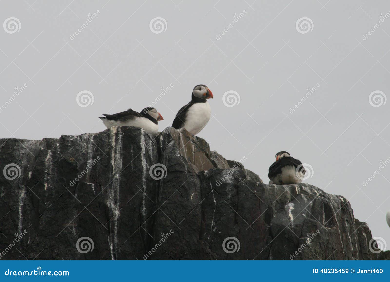 Puffins stock image. Image of northsea, group, rock, parrot - 48235459