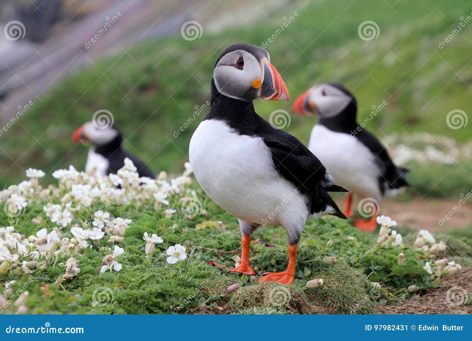 Puffins stock image. Image of clouds, park, skomer, summer - 97982431