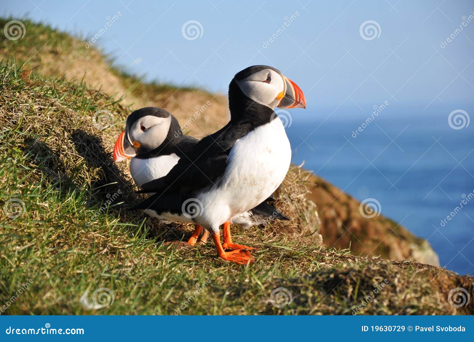 Puffins In Iceland. Seabirds On Sheer Cliffs. Birds On The Westfjord In ...