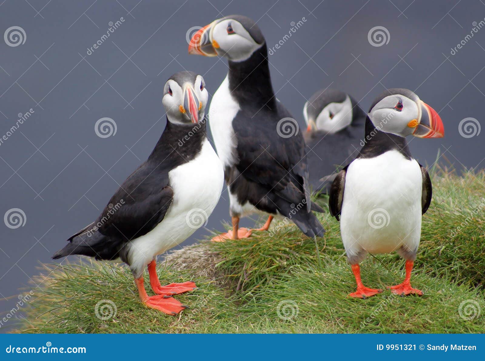 Puffins in Iceland stock image. Image of white, colorful - 9951321