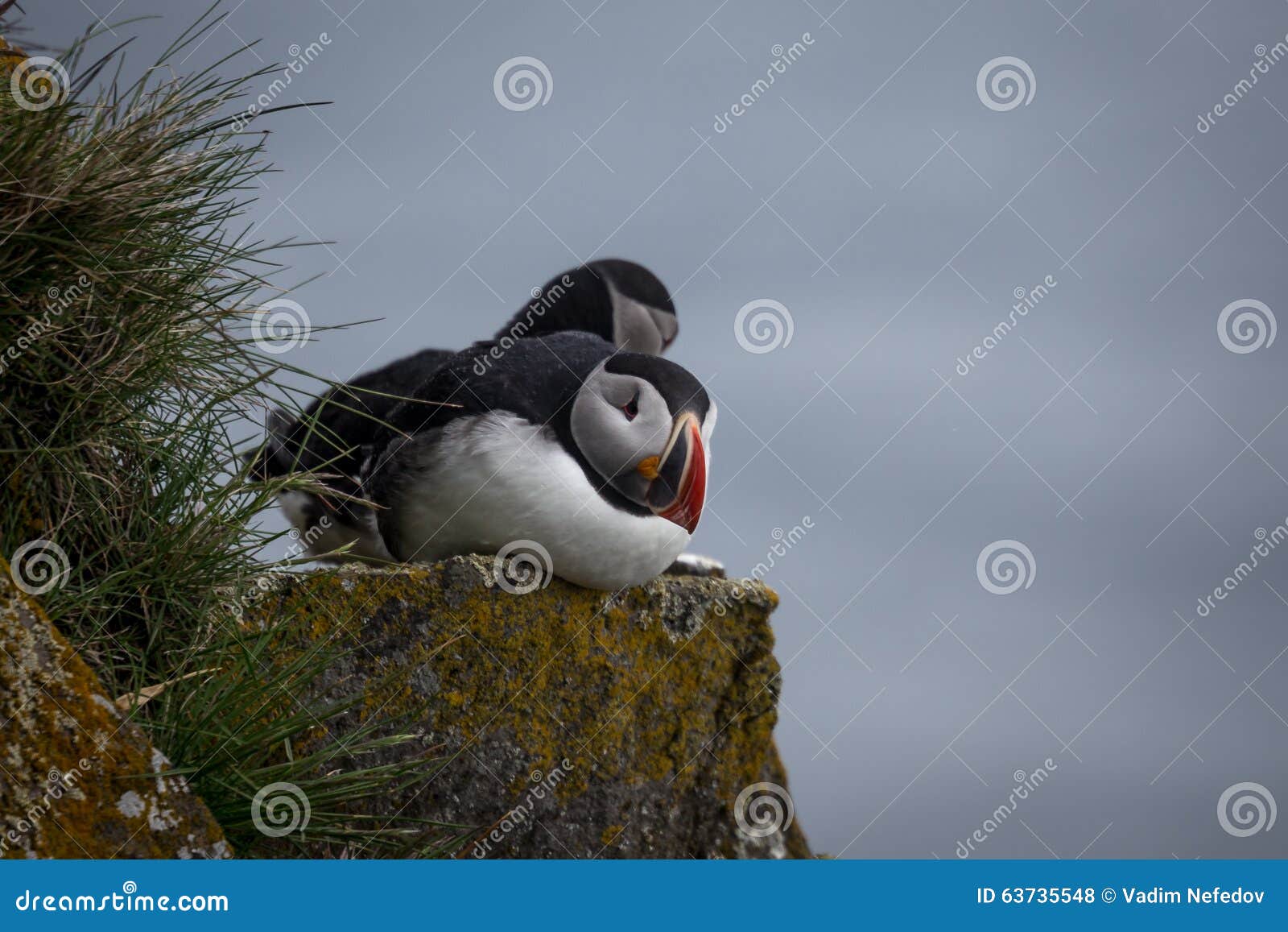 Puffins at Latrabjarg Cliff Iceland Stock Photo - Image of animals ...