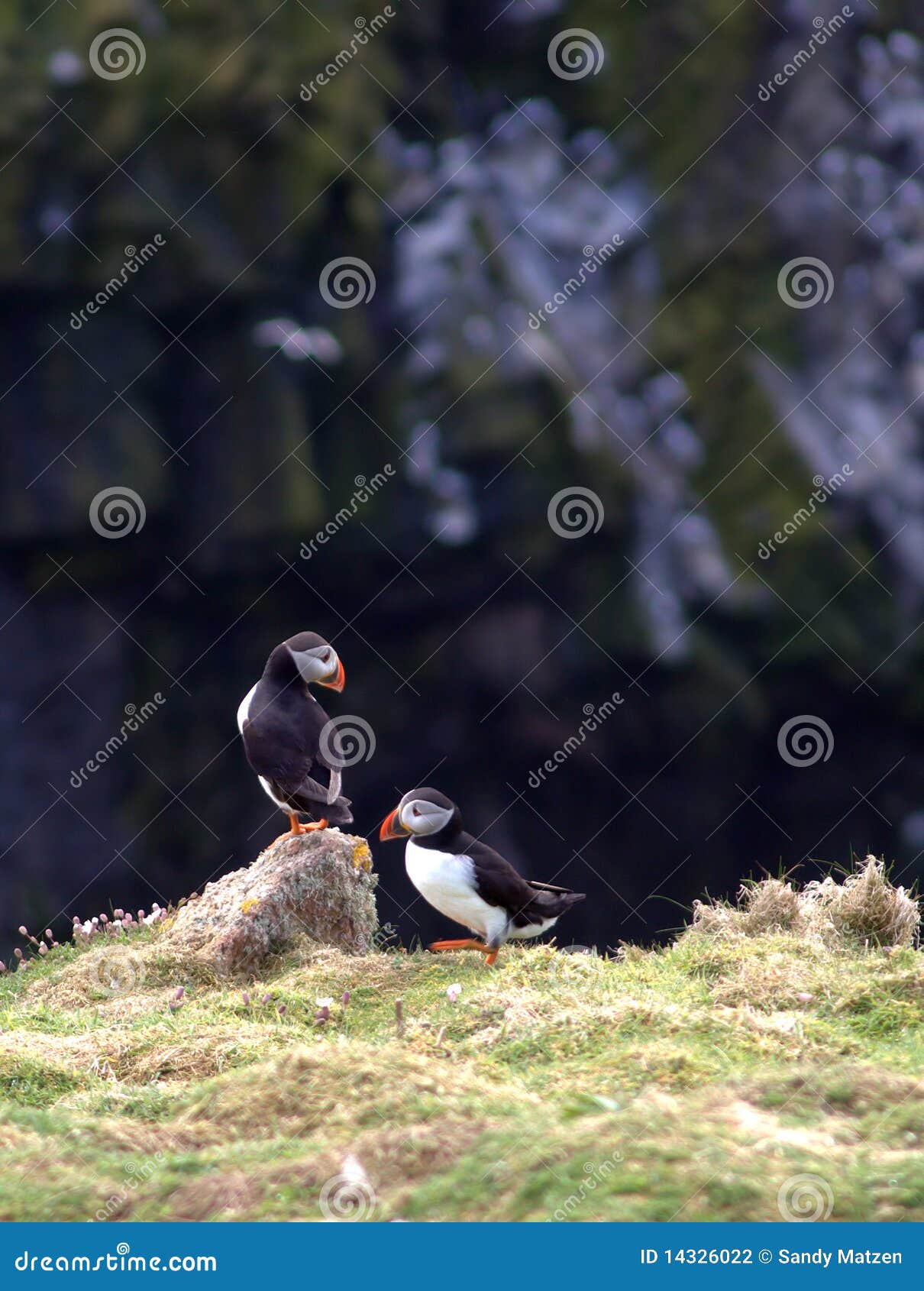 Puffins during Mating Season Stock Photo - Image of wales, reserve ...