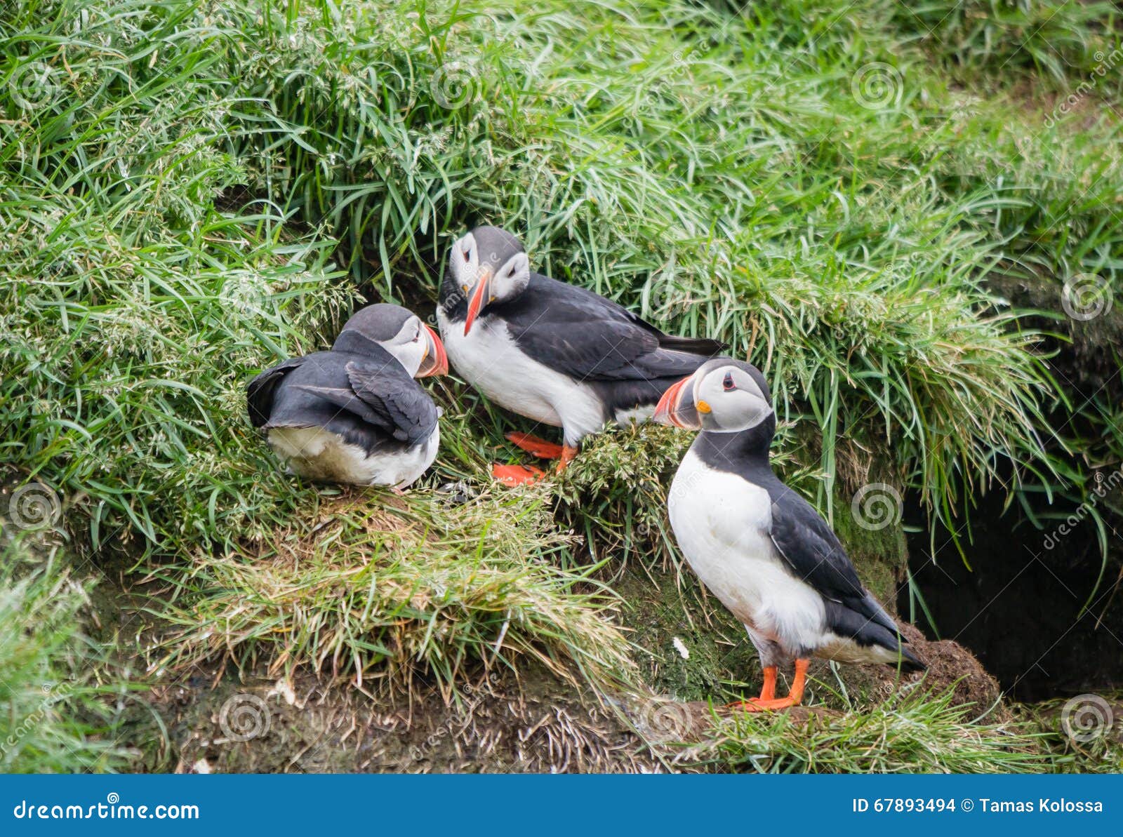 Puffins at the nest stock photo. Image of puffin, iceland - 67893494